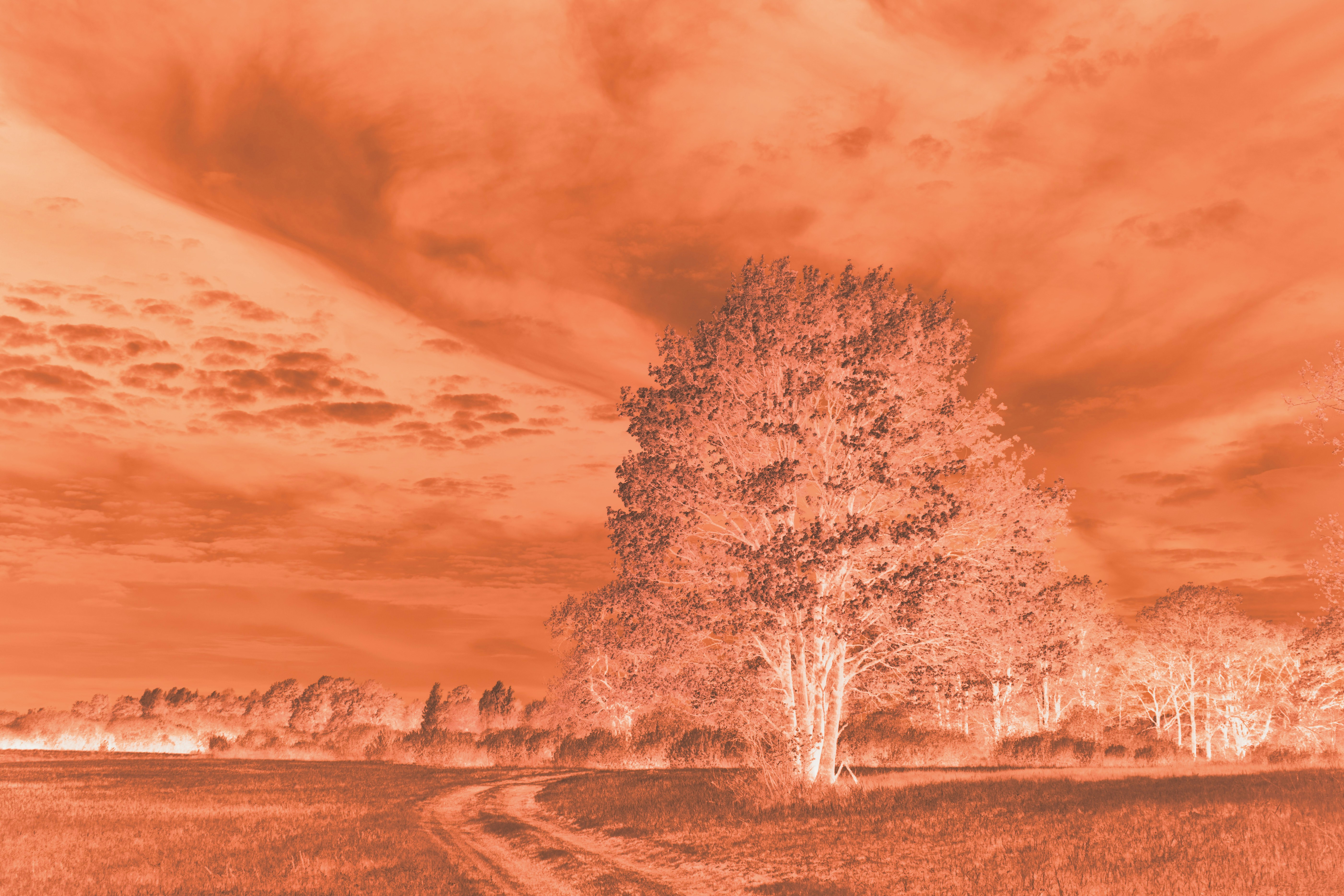 je länger und öfter man sich mit der Entwicklung von IR Bildern beschäftigt um so mehr lernt man und es ergeben ich immer wieder neue Möglichkeiten ein Bild zu bearbeiten. | A lone tree stands in a field under cloudy skies.