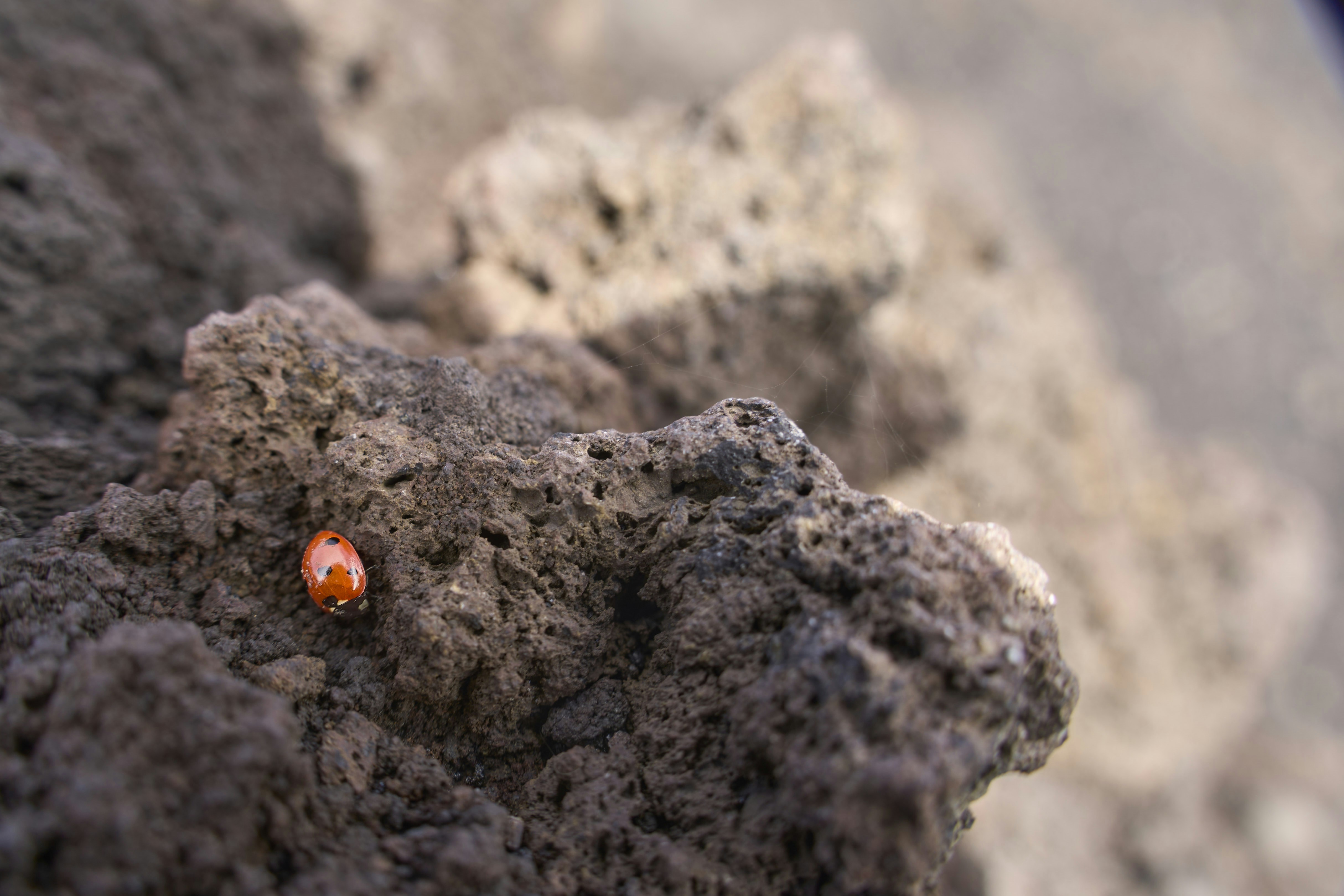 Auf dem Ätna ist es beeindruckend, der Blick auf den Vulkan die karge Landschaft der rauchende Gipfel, aber wenn man genau hinsieht gibt es auch kleine Überraschungen. auf dem Geröll tummeln sich eine menge Marienkäfer die sich farblich auffällig vom dunklen Geröll absetzen. | A red ladybug on a dark, textured rock.