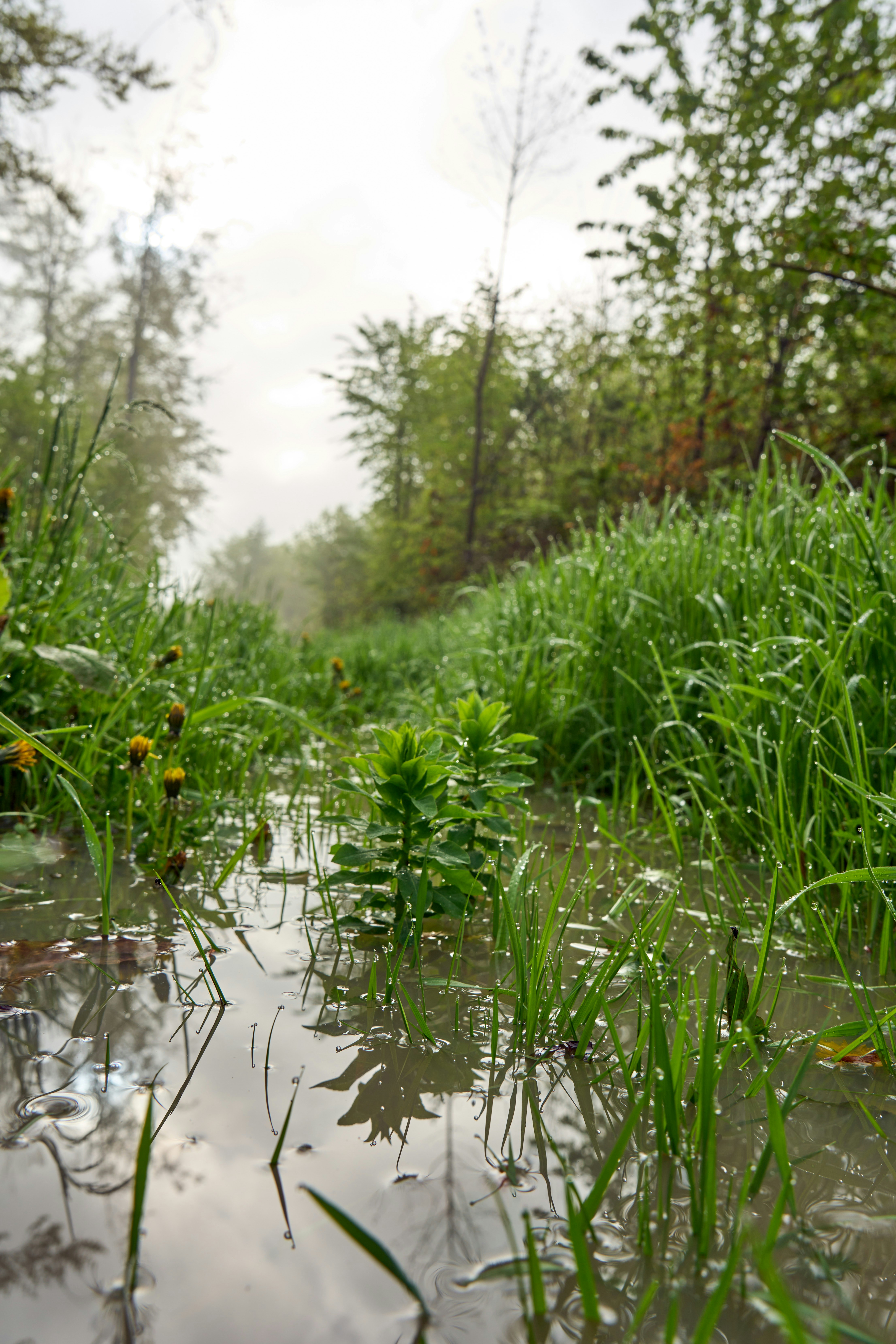Emerging Green: Nature's Resilience in a Wetland