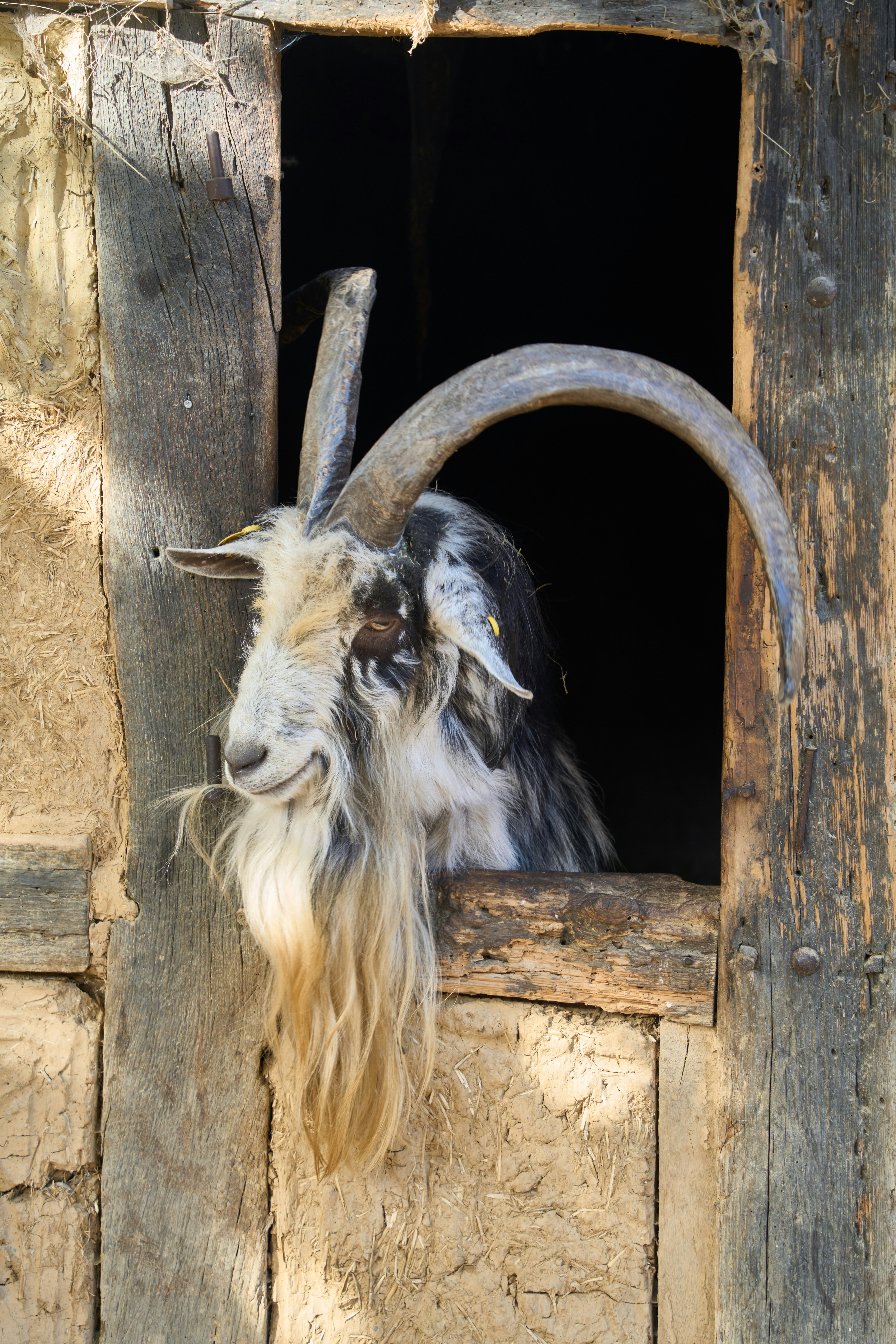 The Curious Goat: A Glimpse into Farm Life