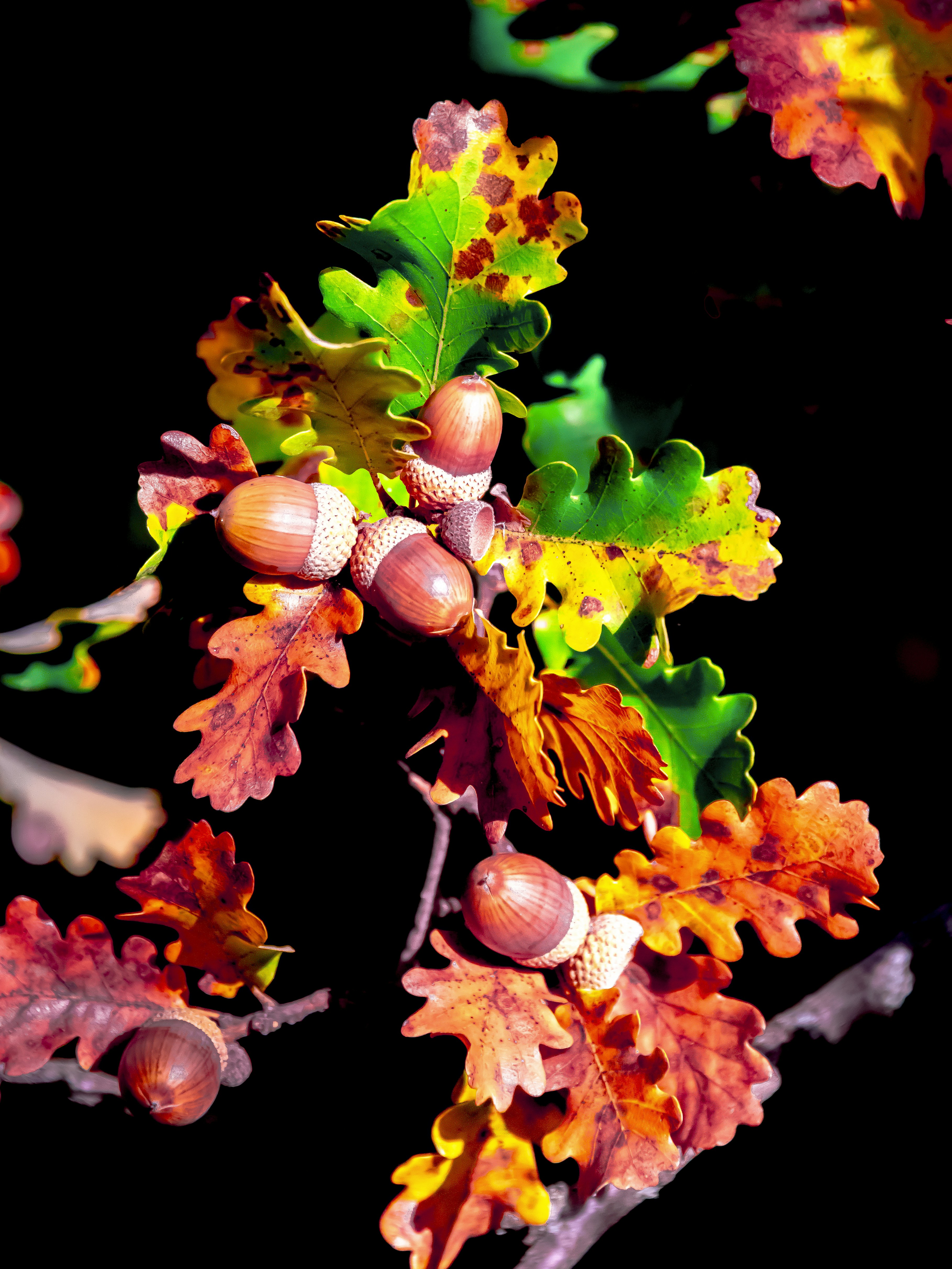 Vibrant acorns nestled among colorful autumn leaves, showcasing the beauty of seasonal change.