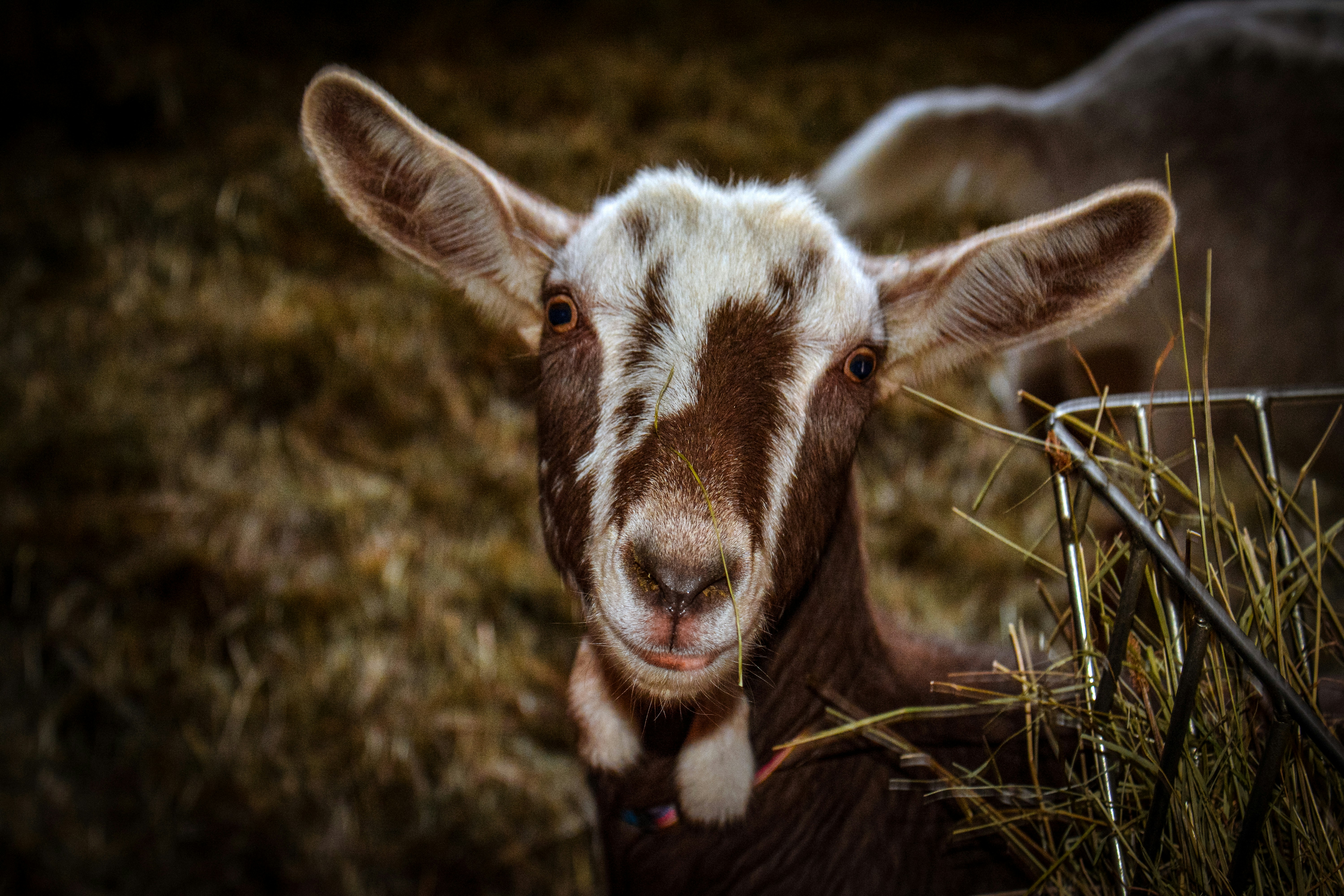 Photo by Pauli Nie with Nikon D7100