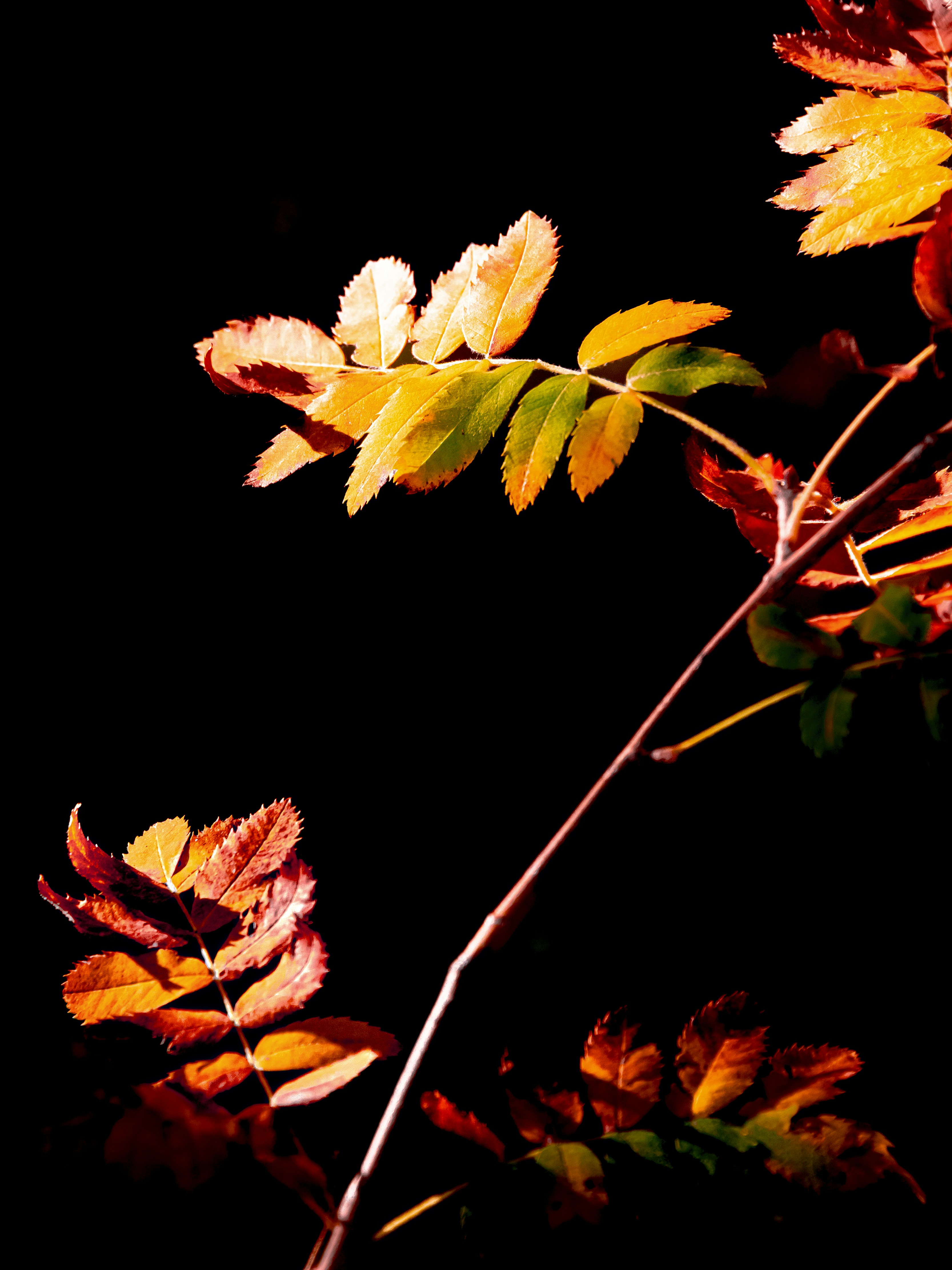 Autumn leaves on a black background