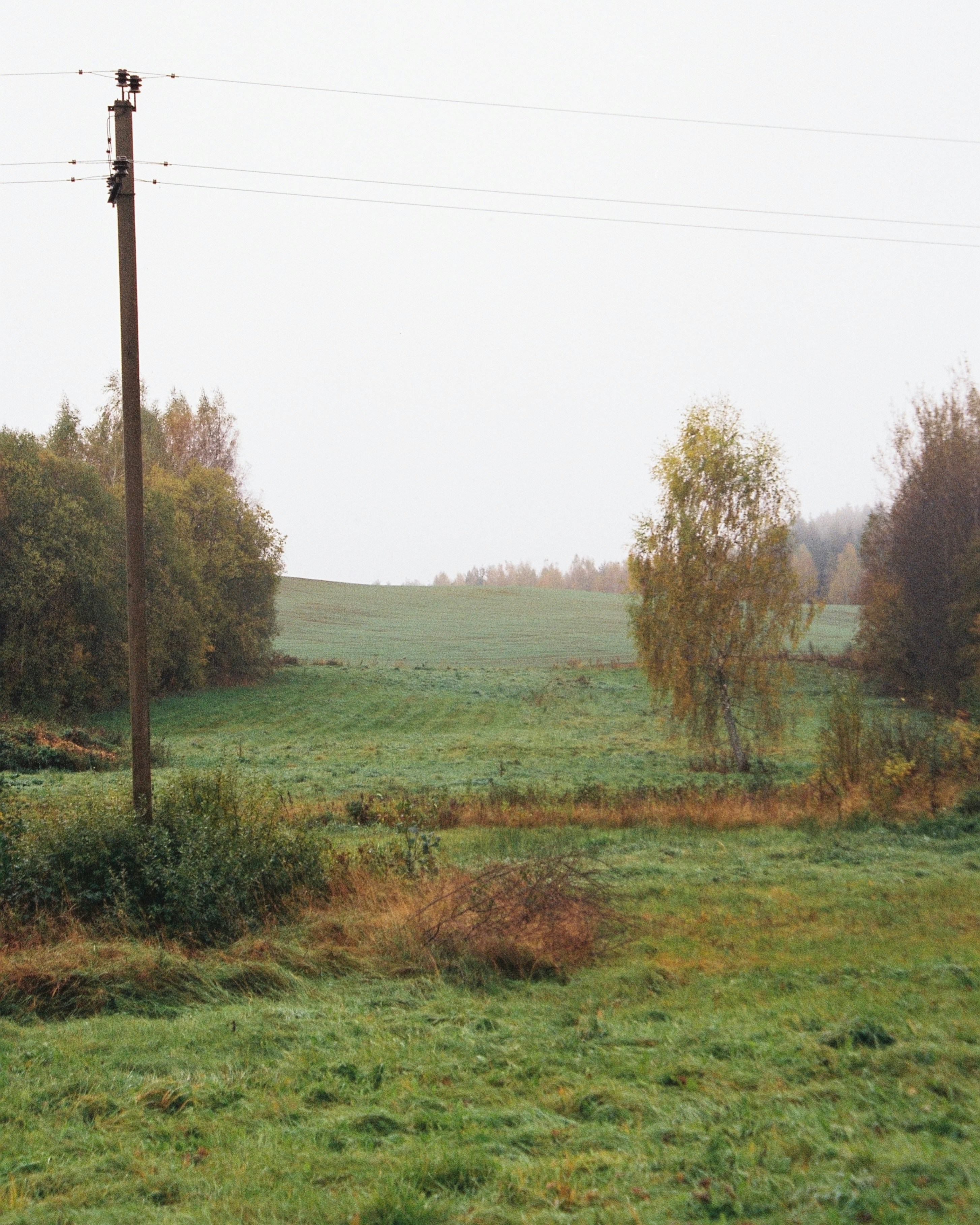 Lush green meadow under a soft, overcast sky, with a solitary power pole standing amidst the tranquil landscape.