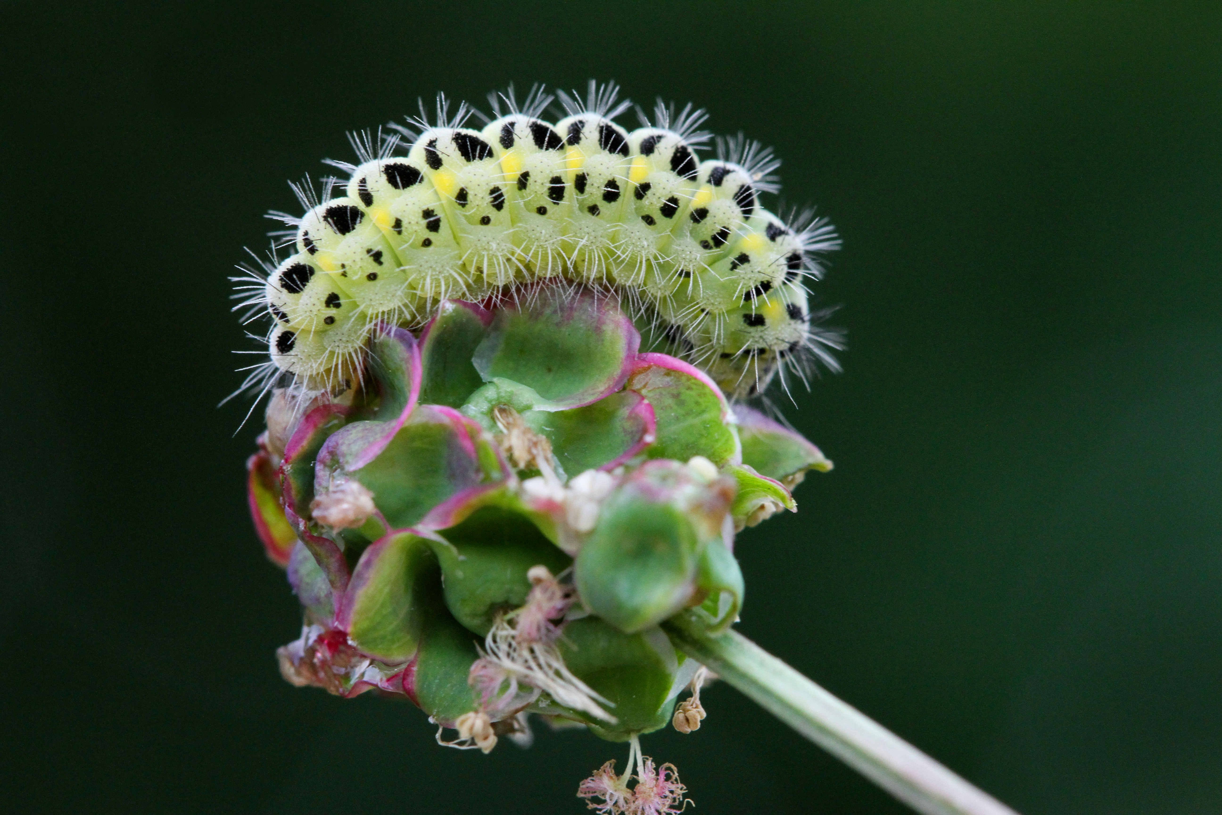 Hungry caterpillar | A fuzzy caterpillar sits on a green plant.