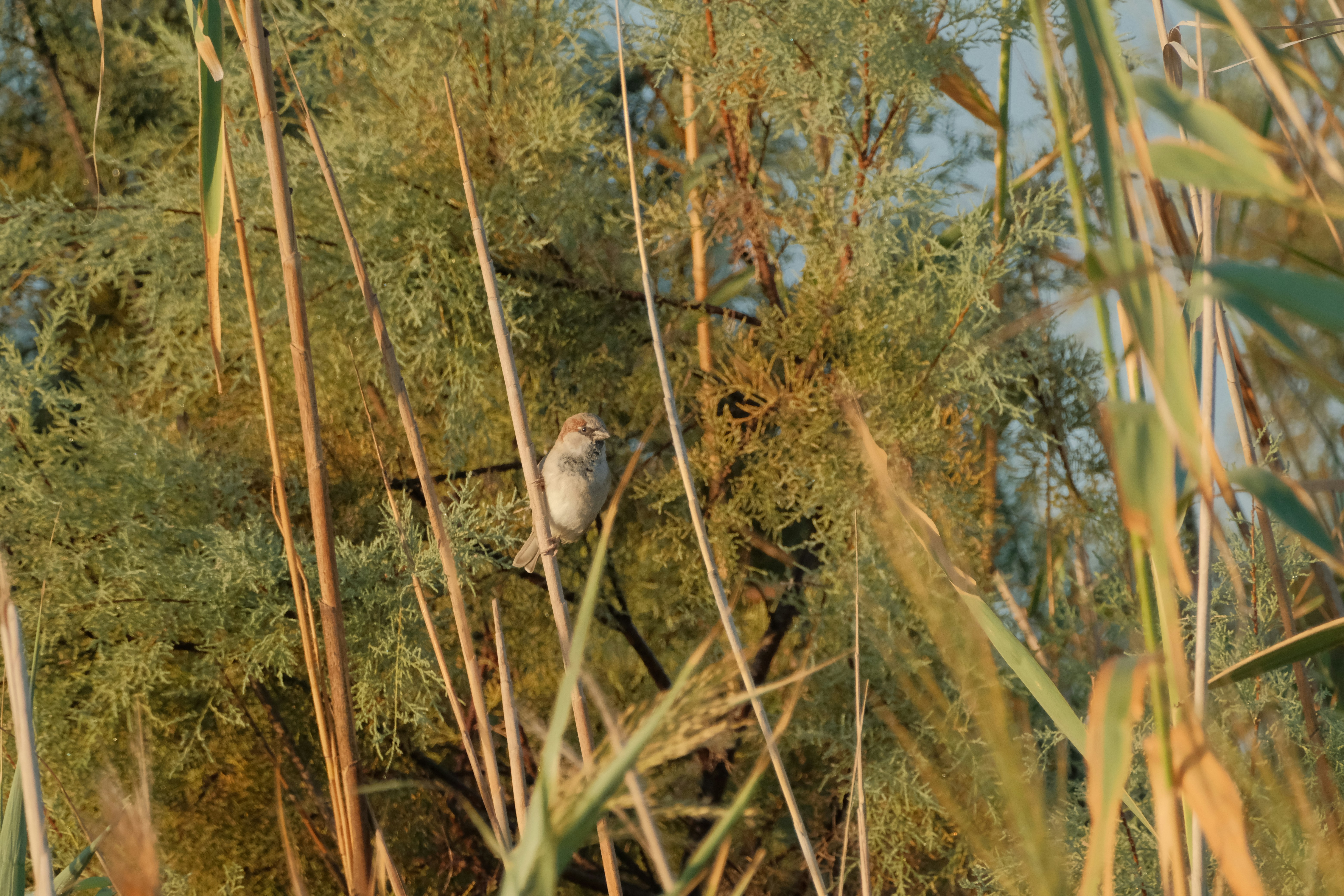 Whispers Among the Reeds