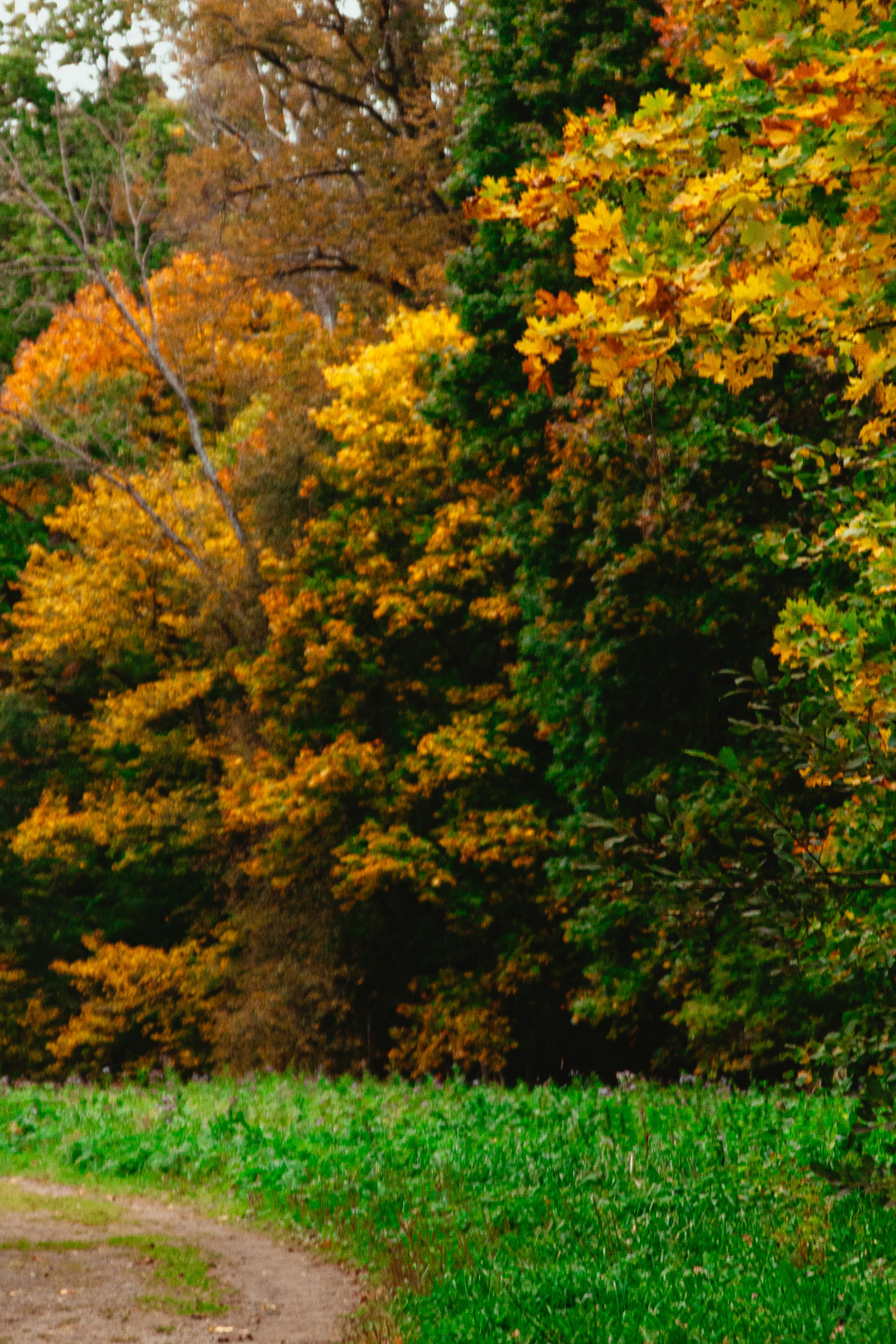Autumn trees with vibrant yellow and orange leaves.