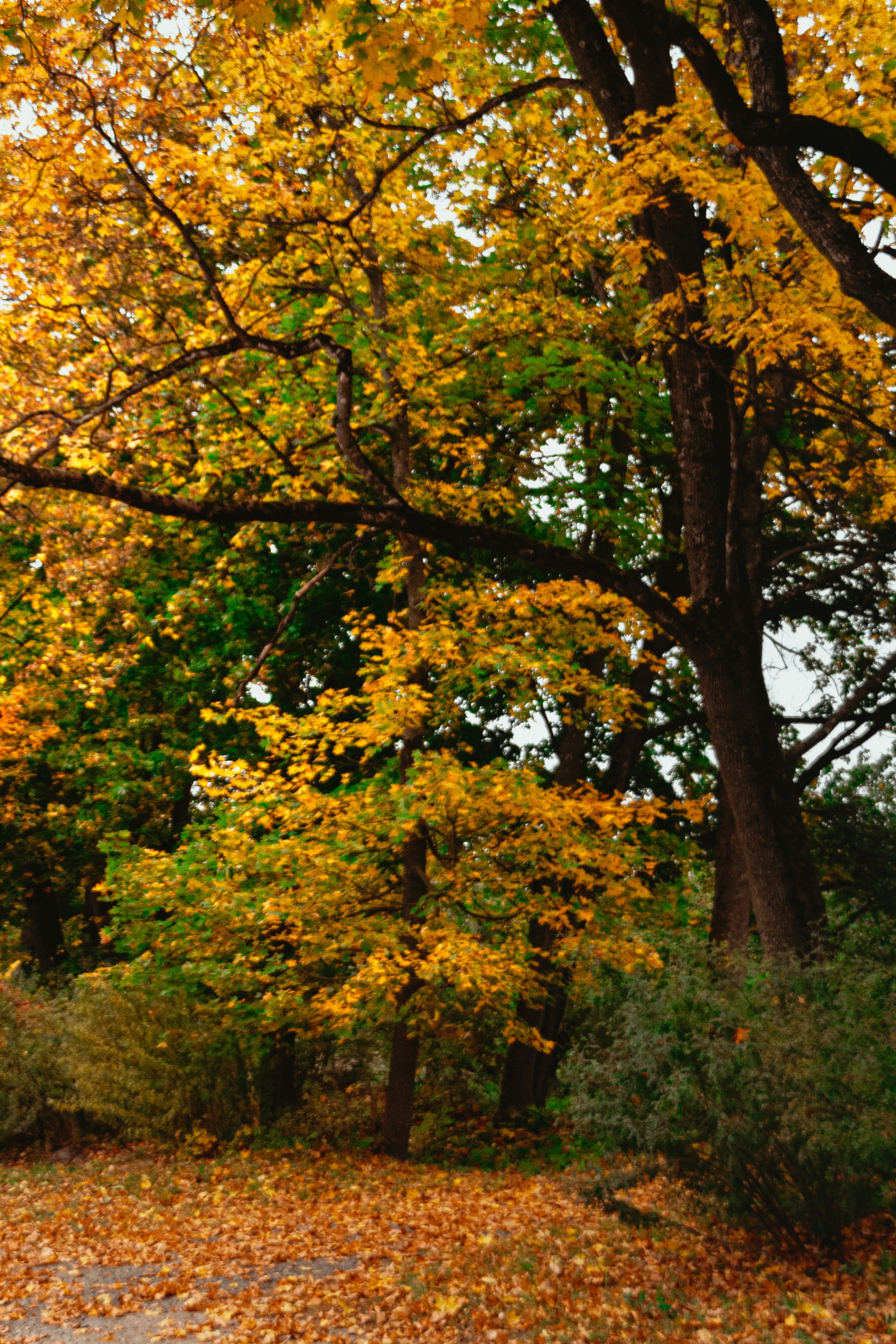 Autumn trees with fallen leaves on the ground.