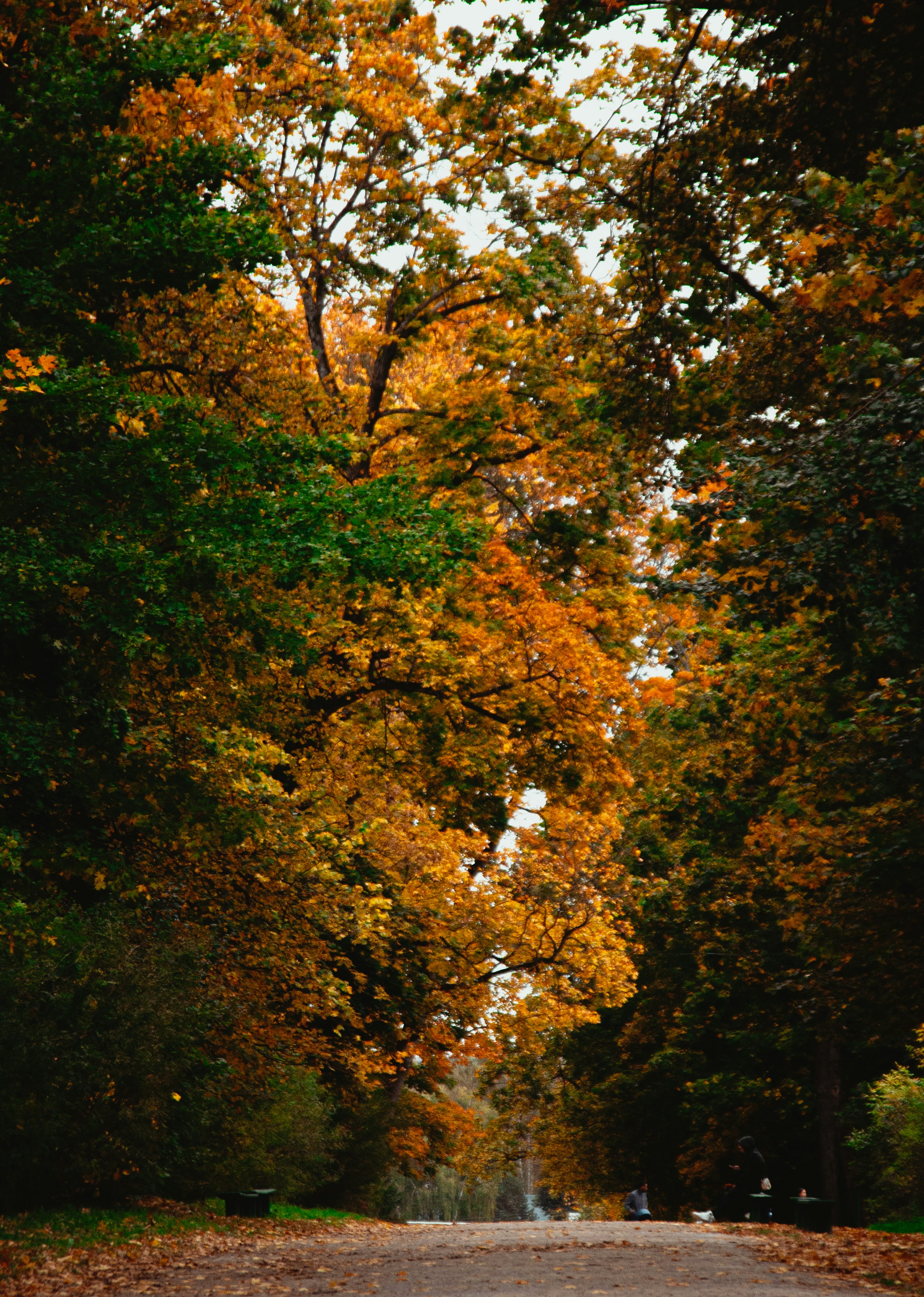 A tranquil pathway lined with trees adorned in vibrant autumn foliage, creating a serene atmosphere for leisurely strolls.