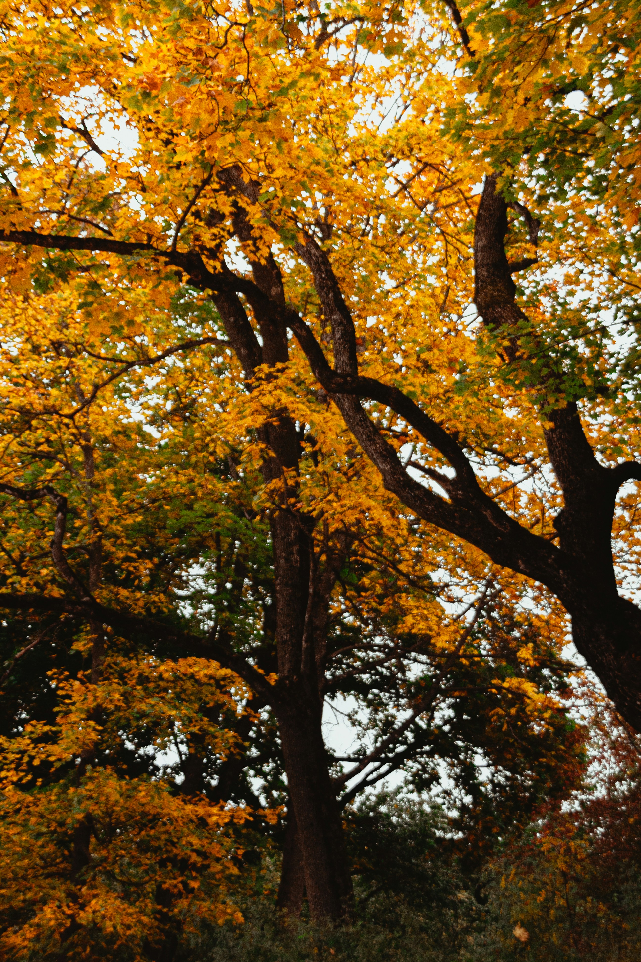 Vibrant yellow leaves adorn the branches of tall trees, creating a rich tapestry of autumn hues against a serene backdrop.