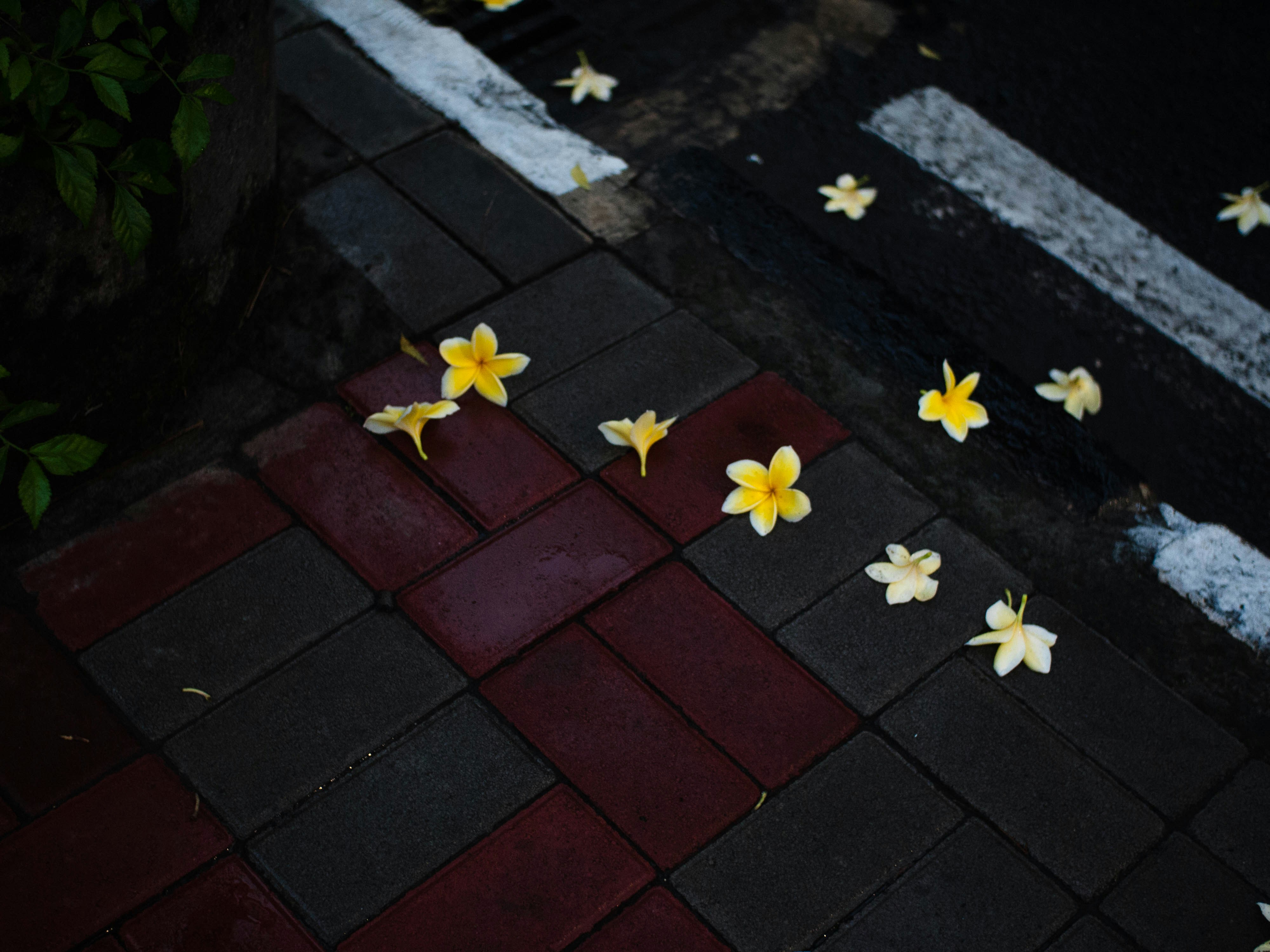 Yellow flowers scattered on patterned pavement.