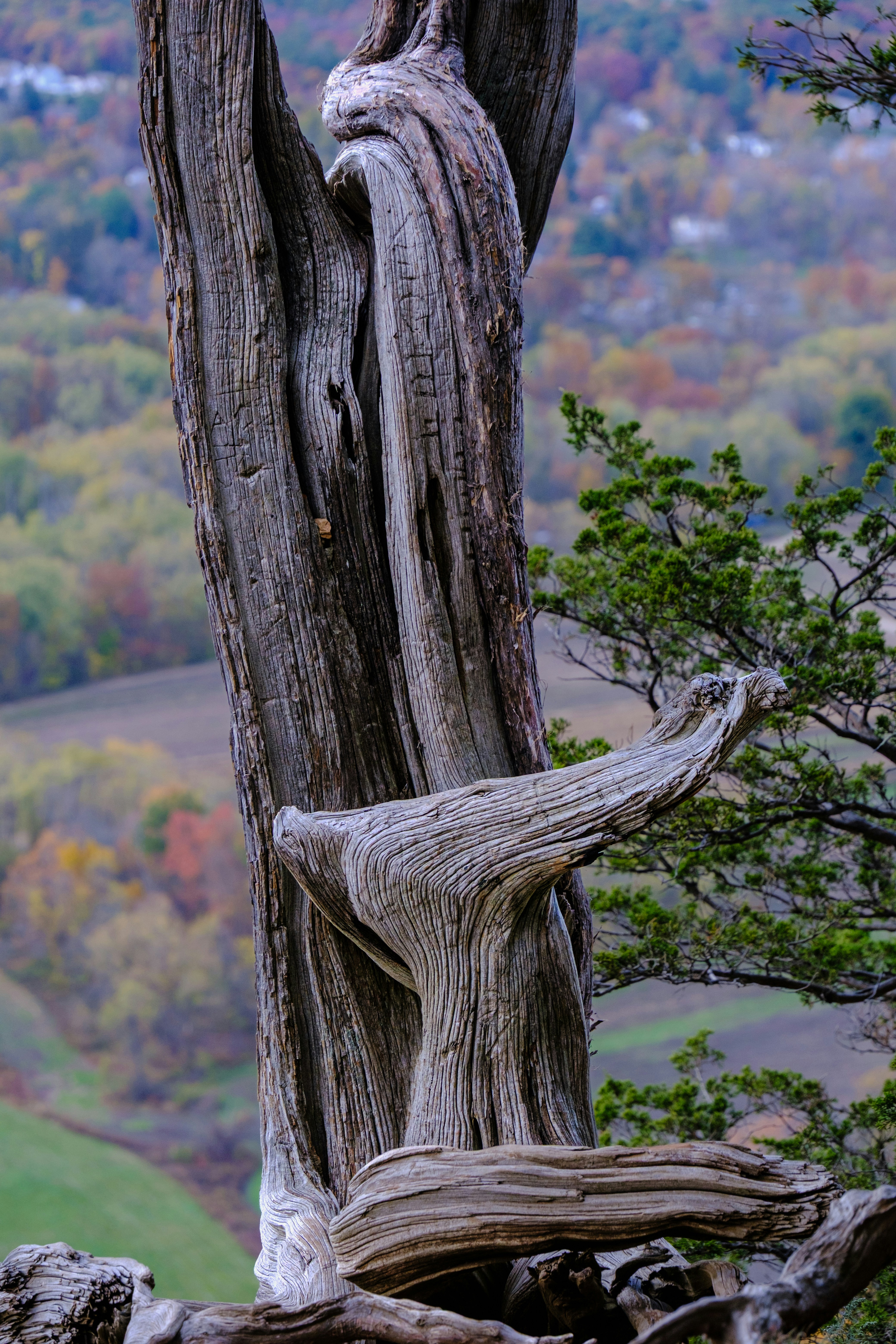 Gnarled weathered tree trunk against autumn landscape