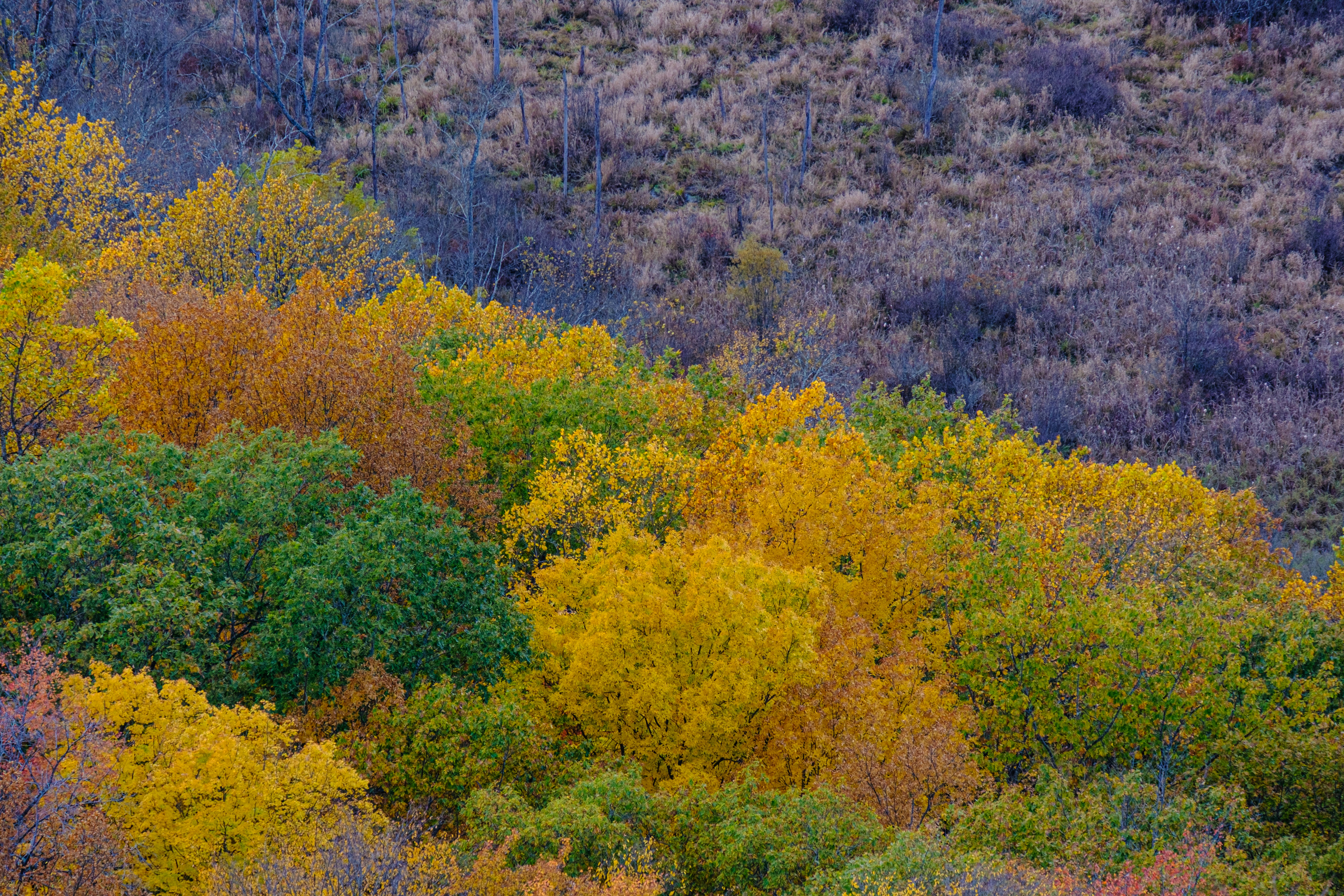 Autumn trees with vibrant yellow and green foliage.