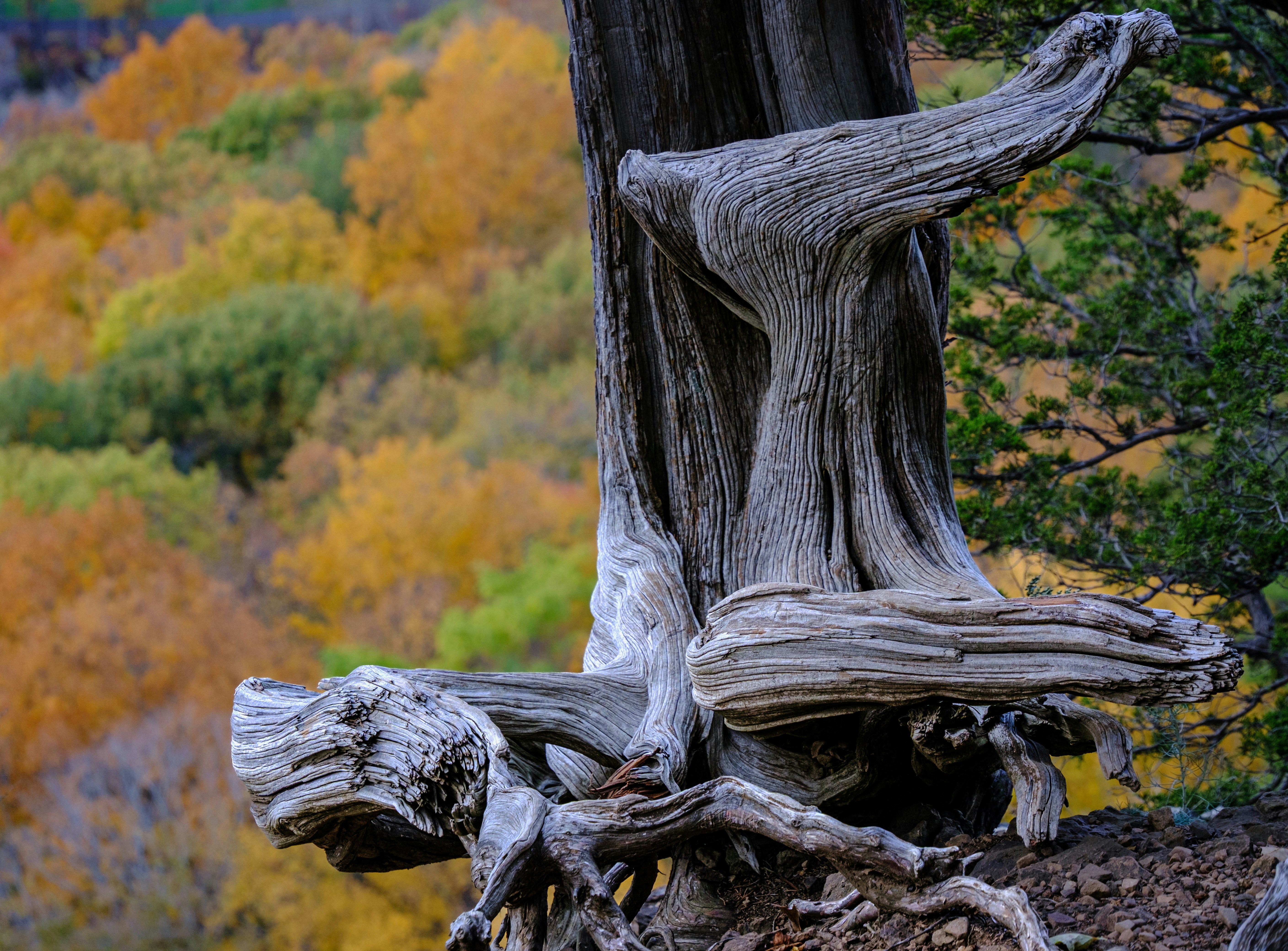 Gnarled tree trunk with intricate textures stands against a backdrop of vibrant autumn foliage.