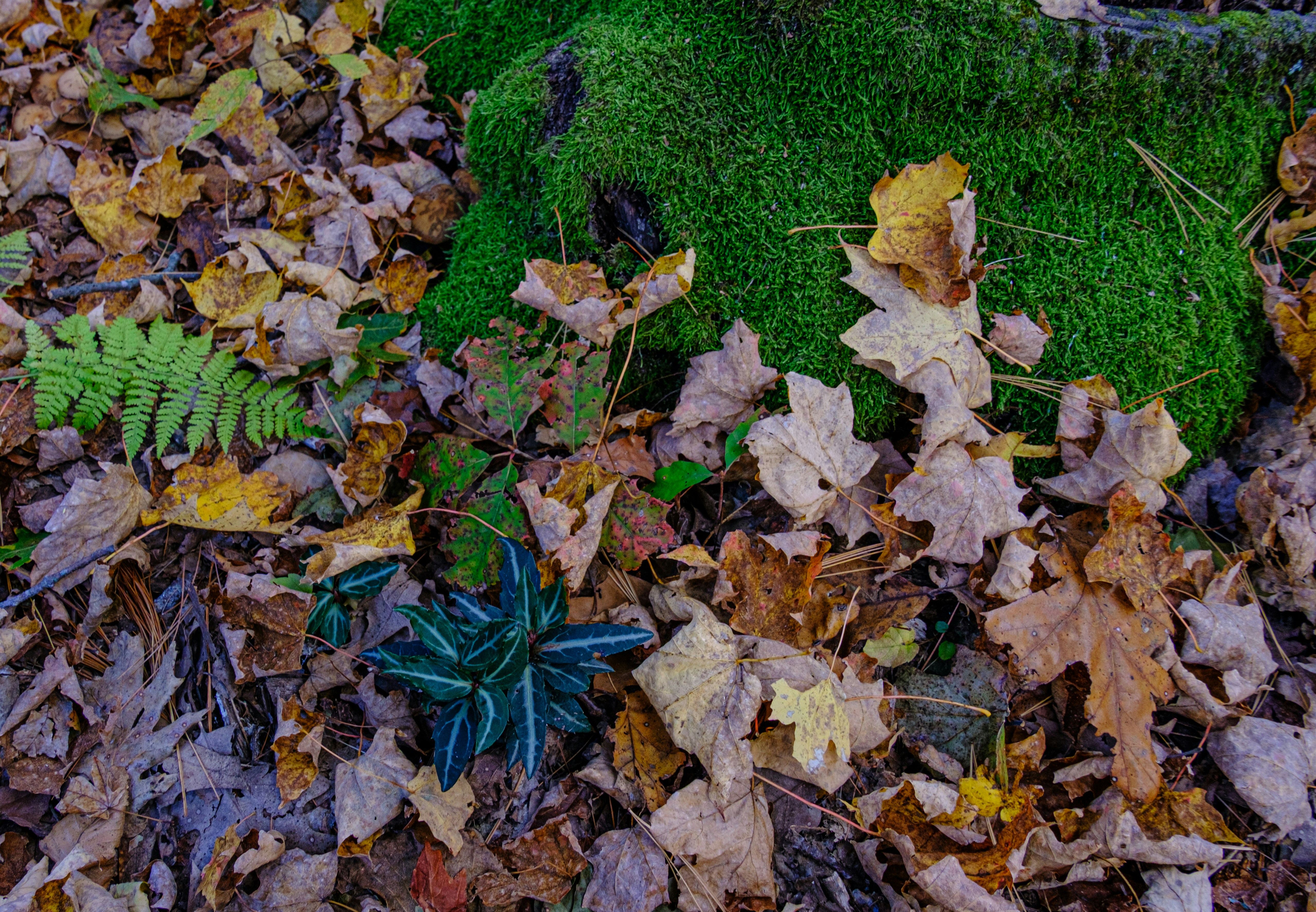 A dense carpet of autumn leaves surrounding a moss-covered rock, with a hint of green foliage peeking through. The scene conveys the tranquility of a forest floor in fall.