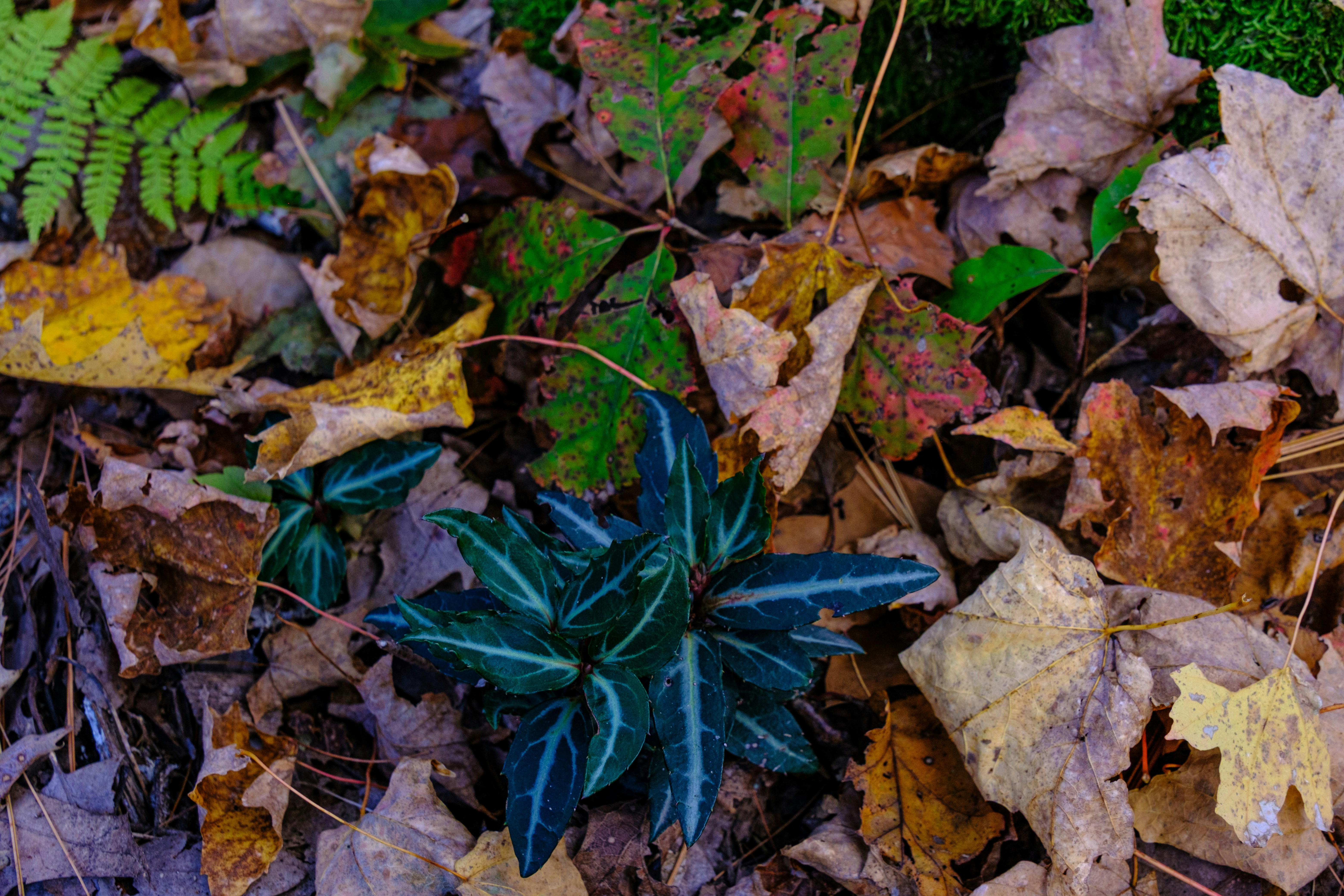Resilience Amidst Autumn's Embrace
