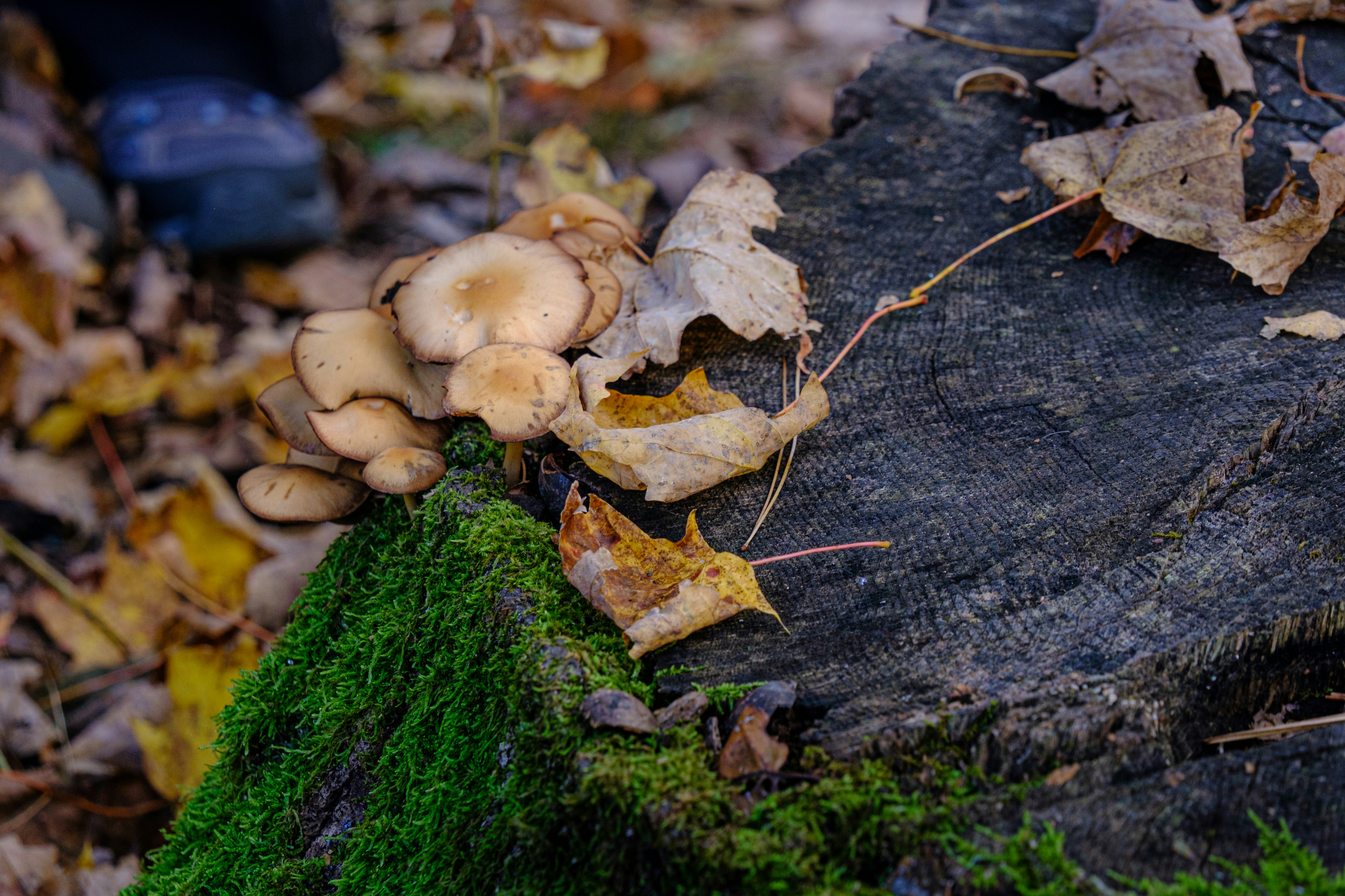 Cluster of mushrooms nestled among fallen leaves and moss on a tree stump in a forest setting.