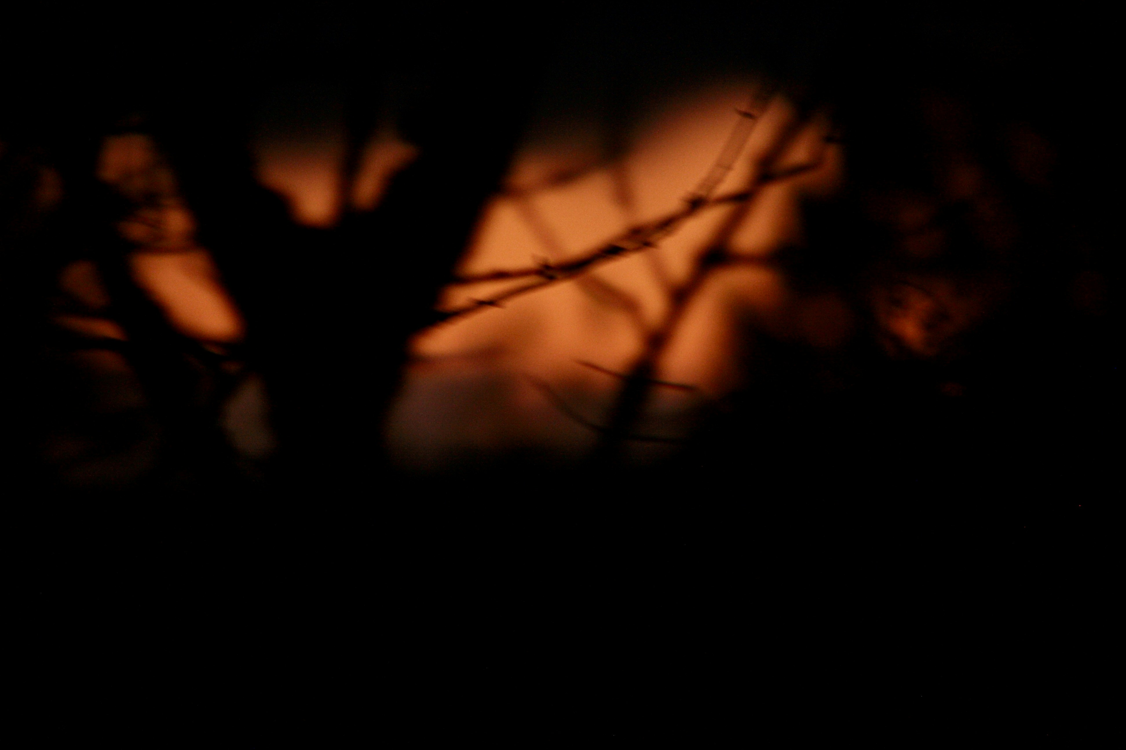 Silhouetted branches against a fiery orange sky