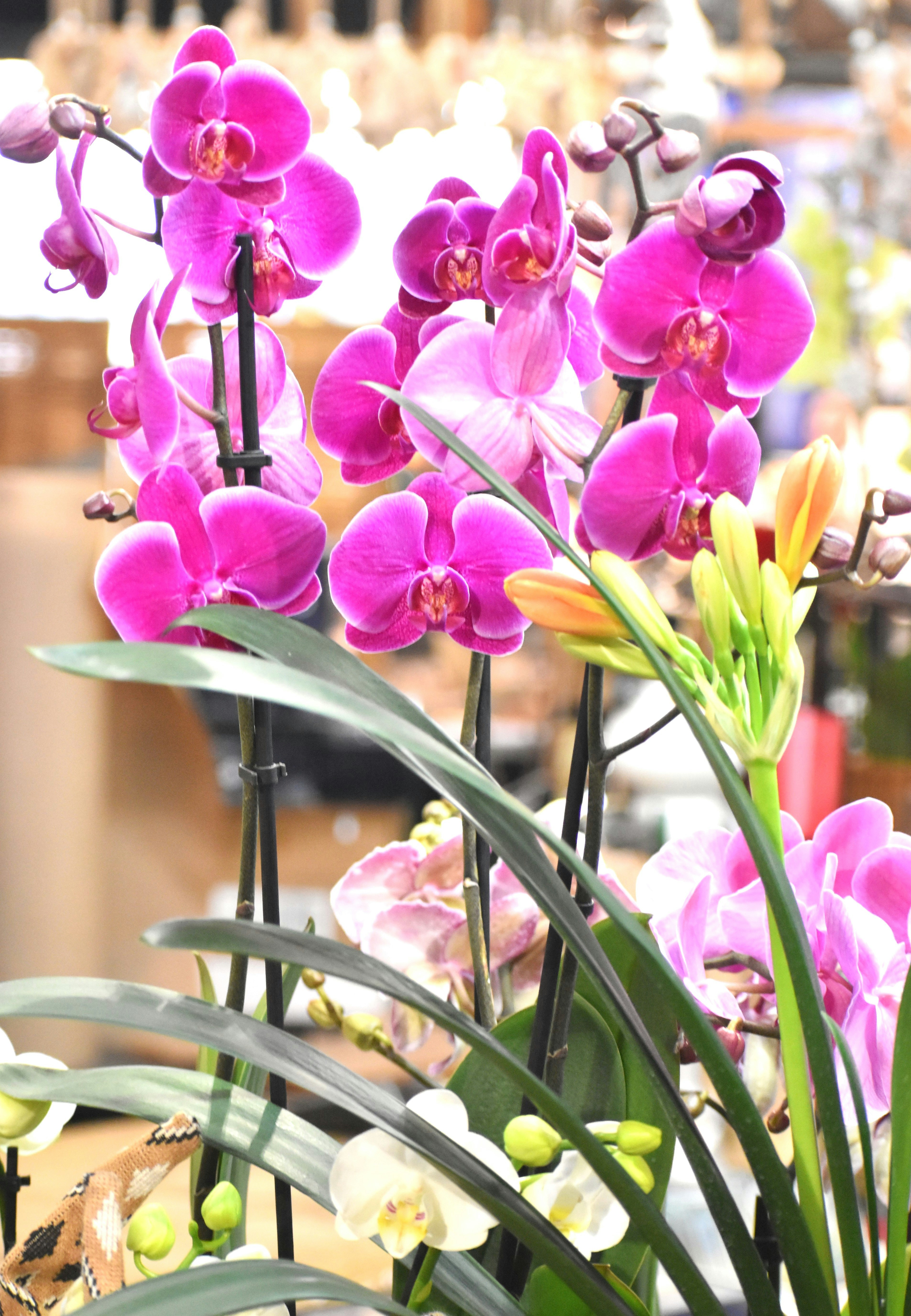 Orchids | Vibrant pink orchids with green foliage and white flowers.