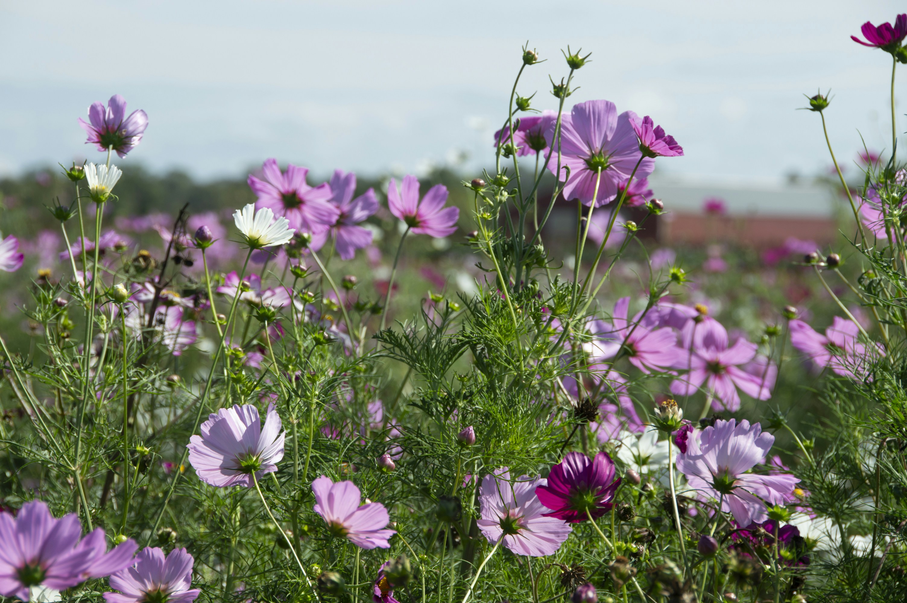 Whispers of Wildflowers in Bloom