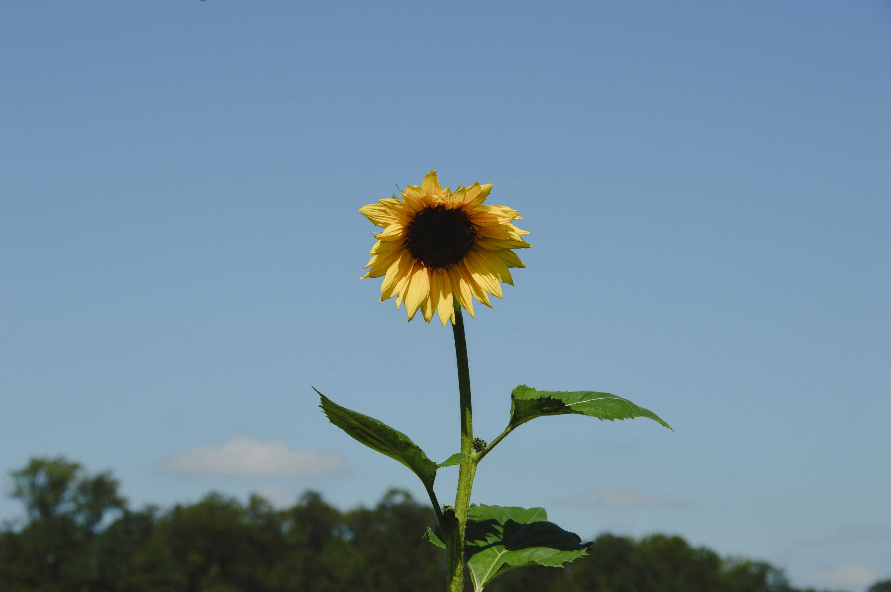 Lone Sunflower Reaching Toward a Wide, Cerulean Sky
