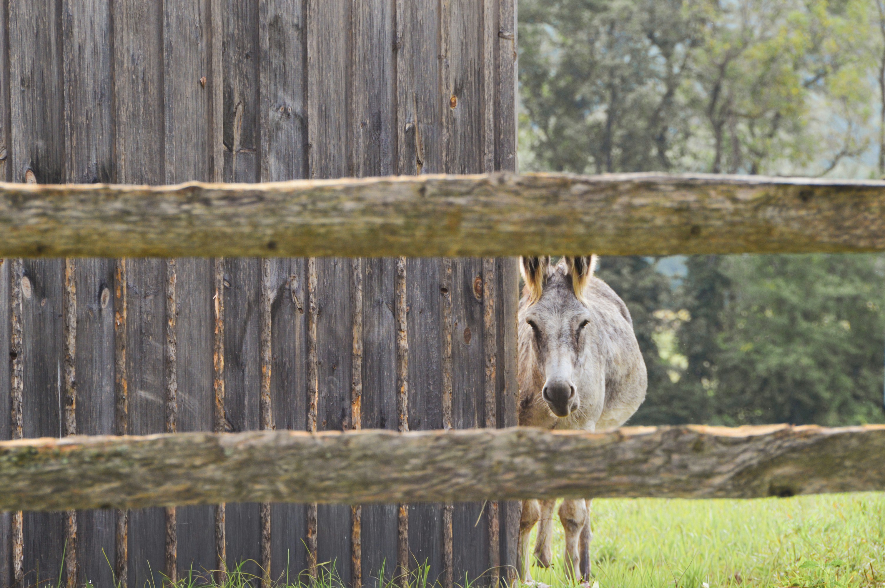 A Curious Gaze Beyond the Fence