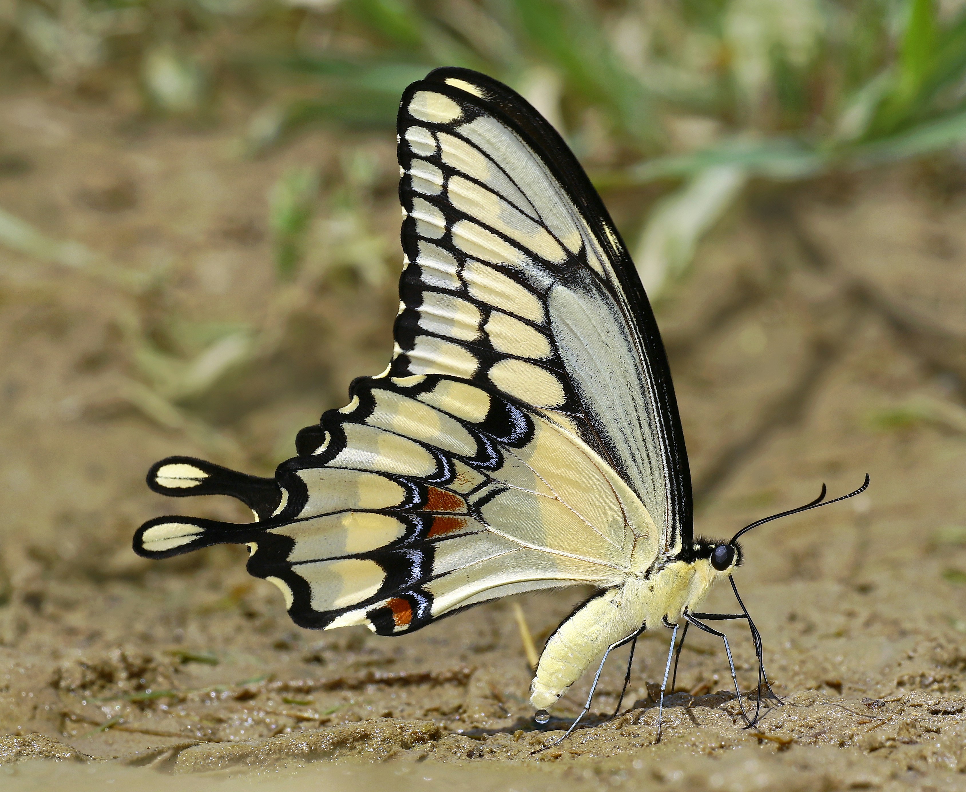 Eastern Giant Swallowtail (Papilio cresphontes) Ice Age National Scientific Reserve Unit, Baraboo, WI, USA taken: 7/29/2020, image no: _F2A4628aaap | A yellow and black butterfly on the ground.