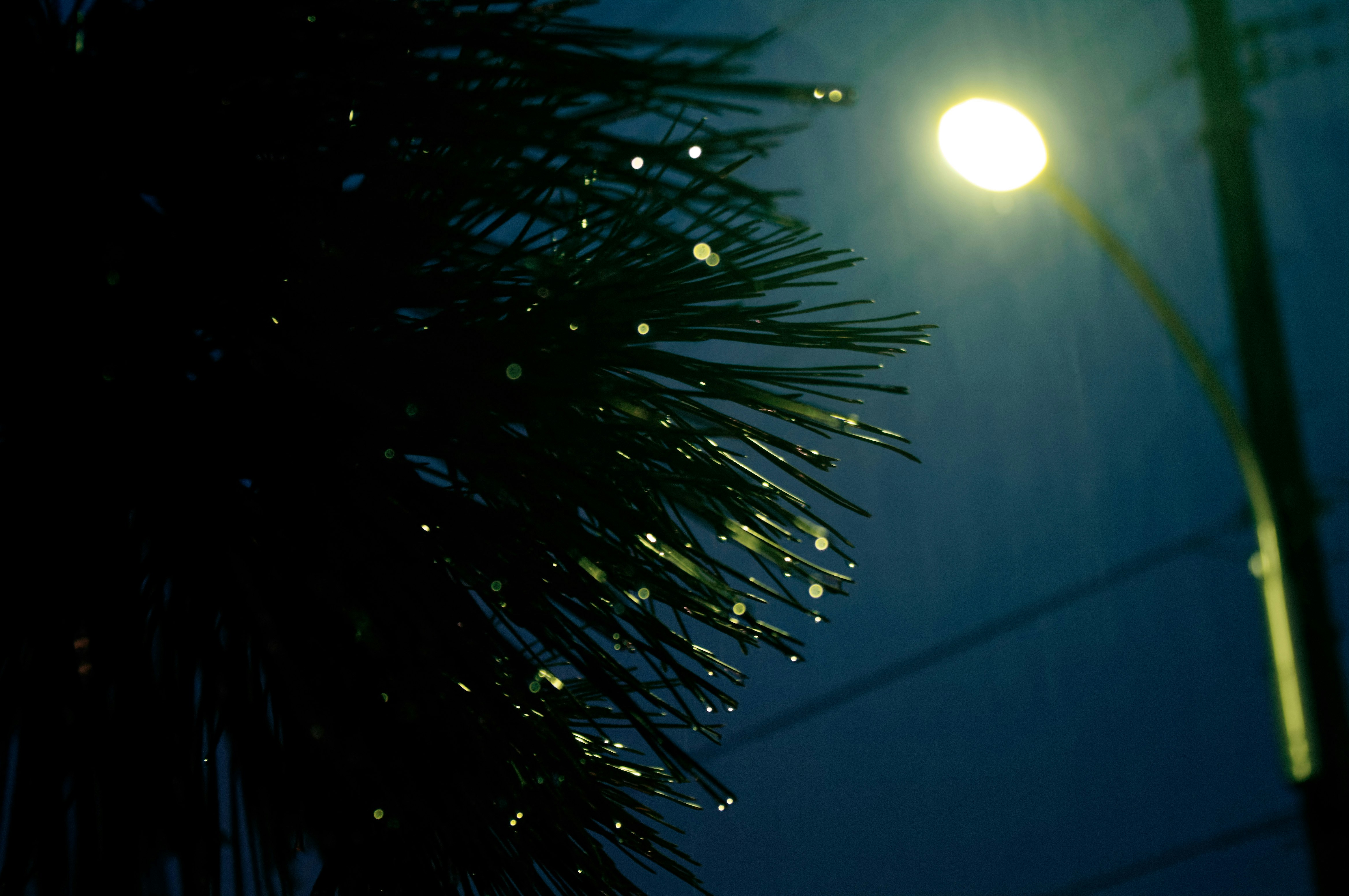 Close-up of wet pine needles under a street light.