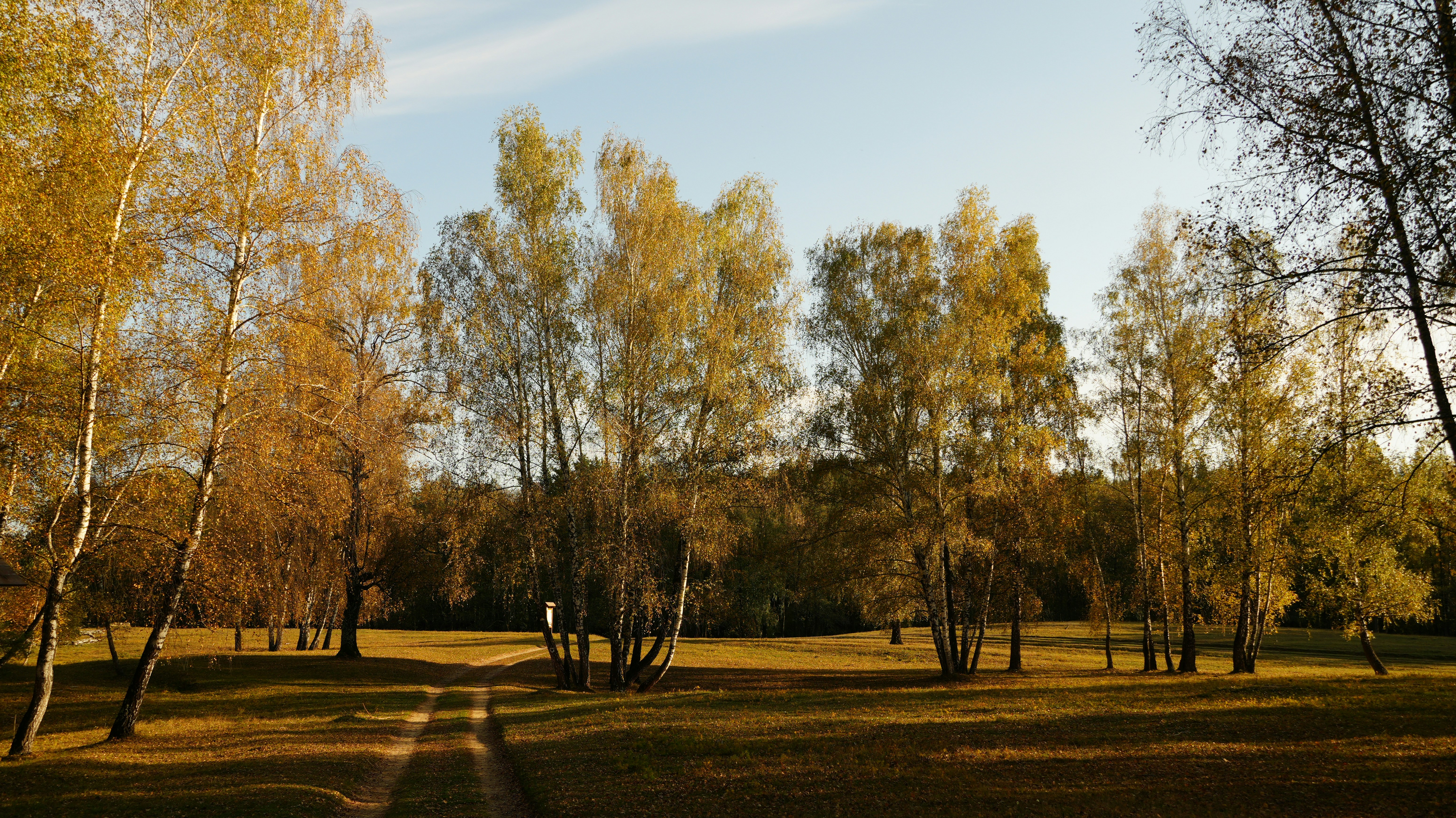 Autumn's Whisper: A Serene Pathway Through Golden Foliage