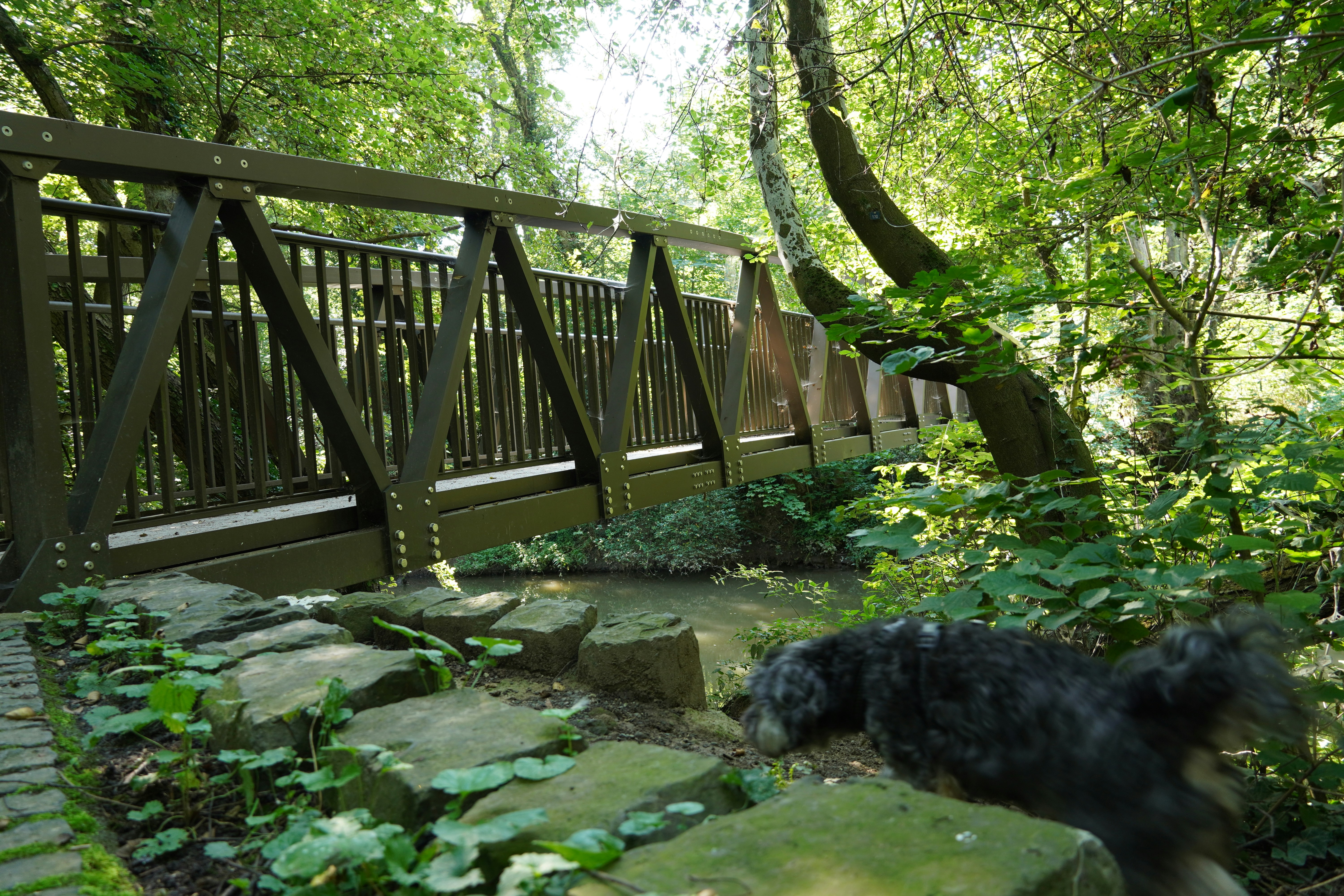 Nordpark Frankfurt am Main Sony Alpha 6400 | Wooden bridge over a stream in a lush forest