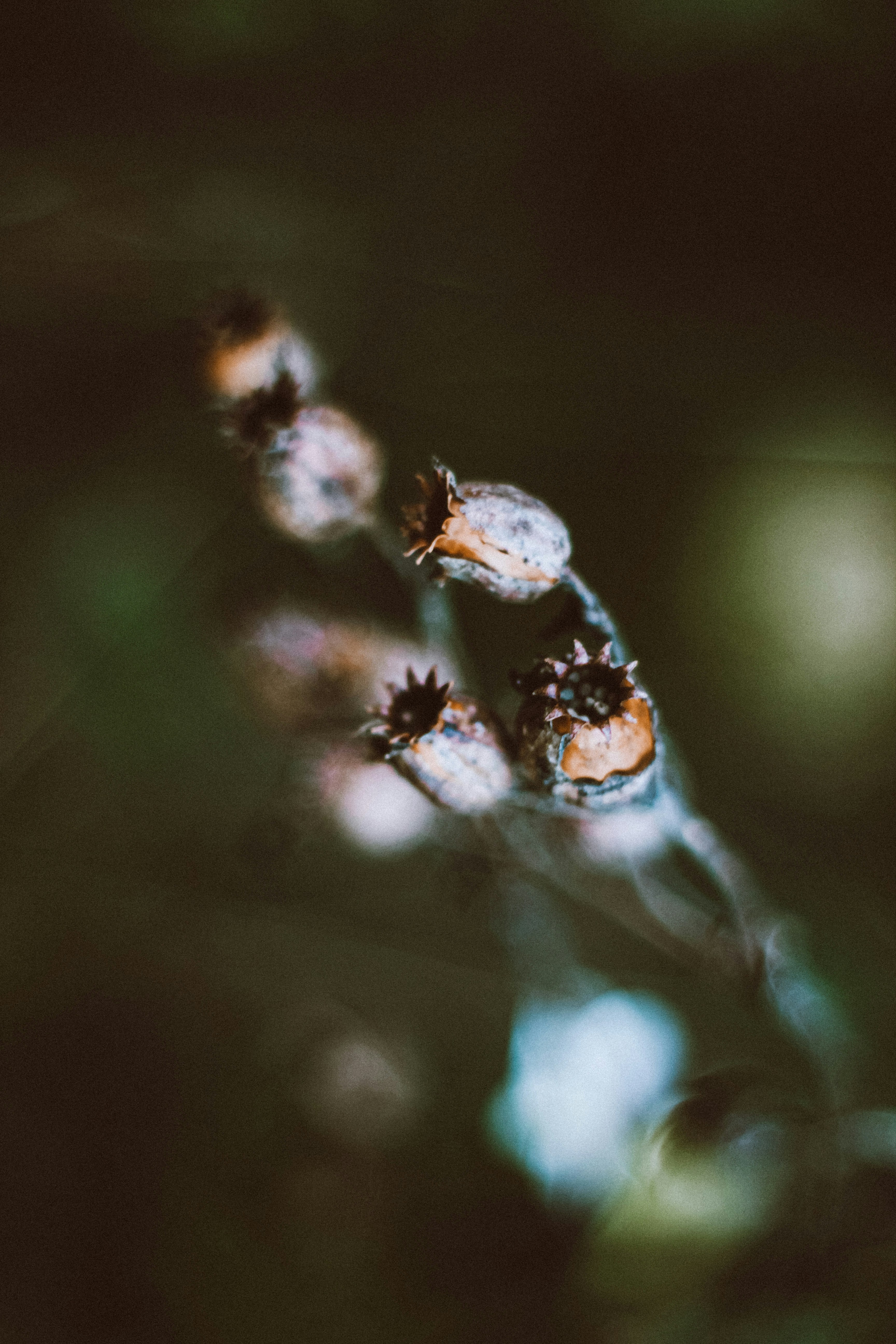 Dried seed pods on a dark background