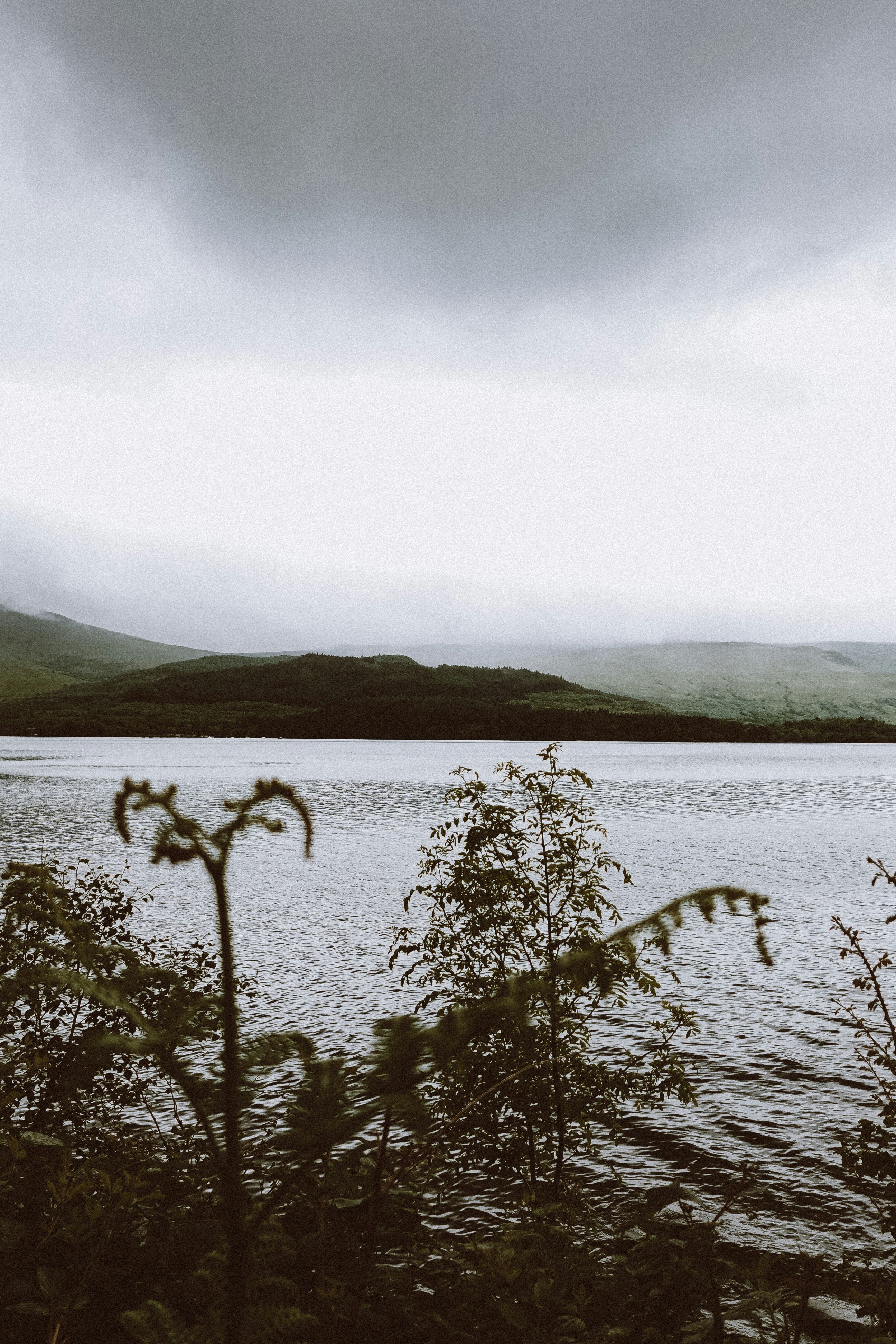 Misty lake with forested hills and ferns.