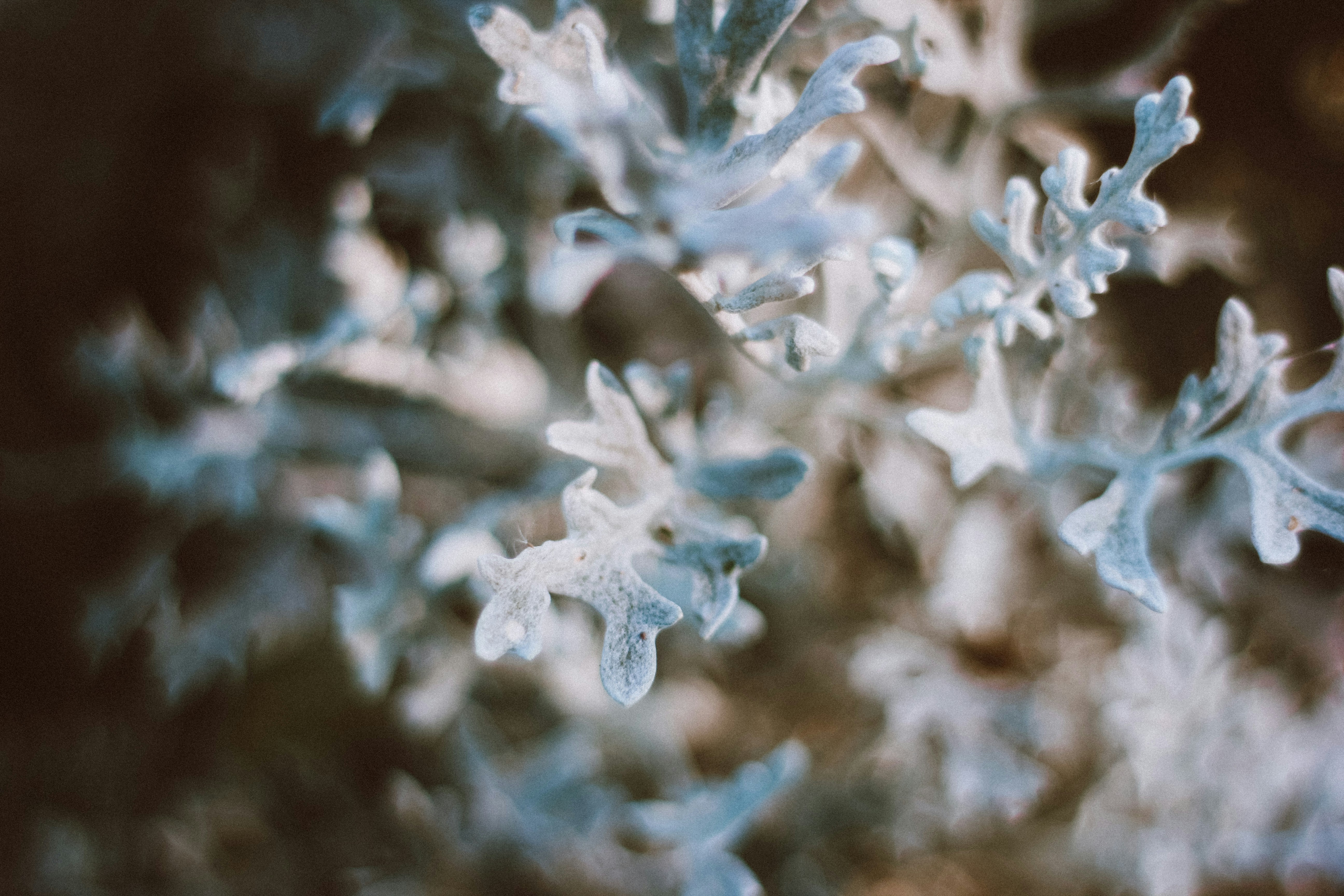 Close-up of a dusty miller plant with soft focus.