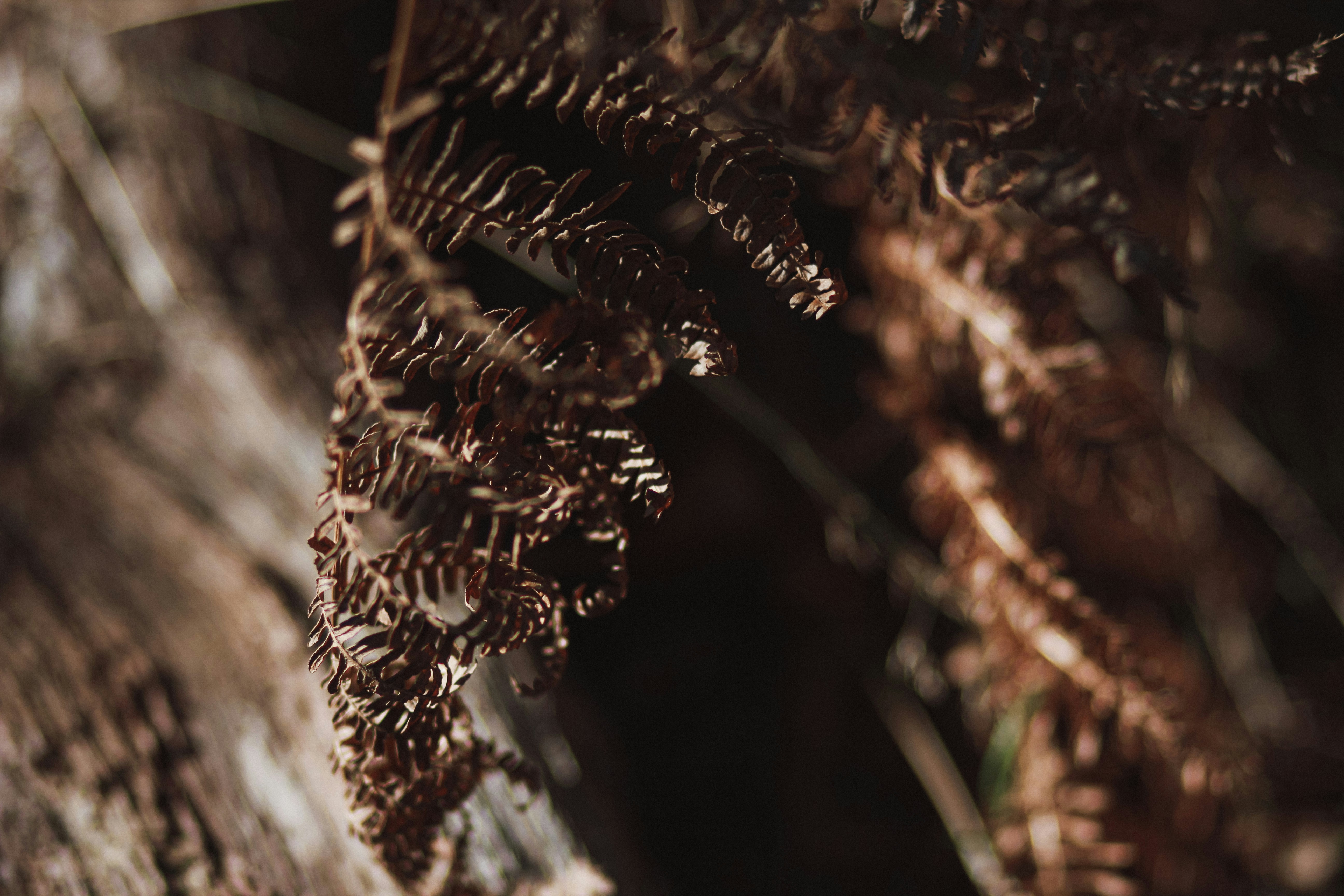 Close-up of brown feathers with intricate details.