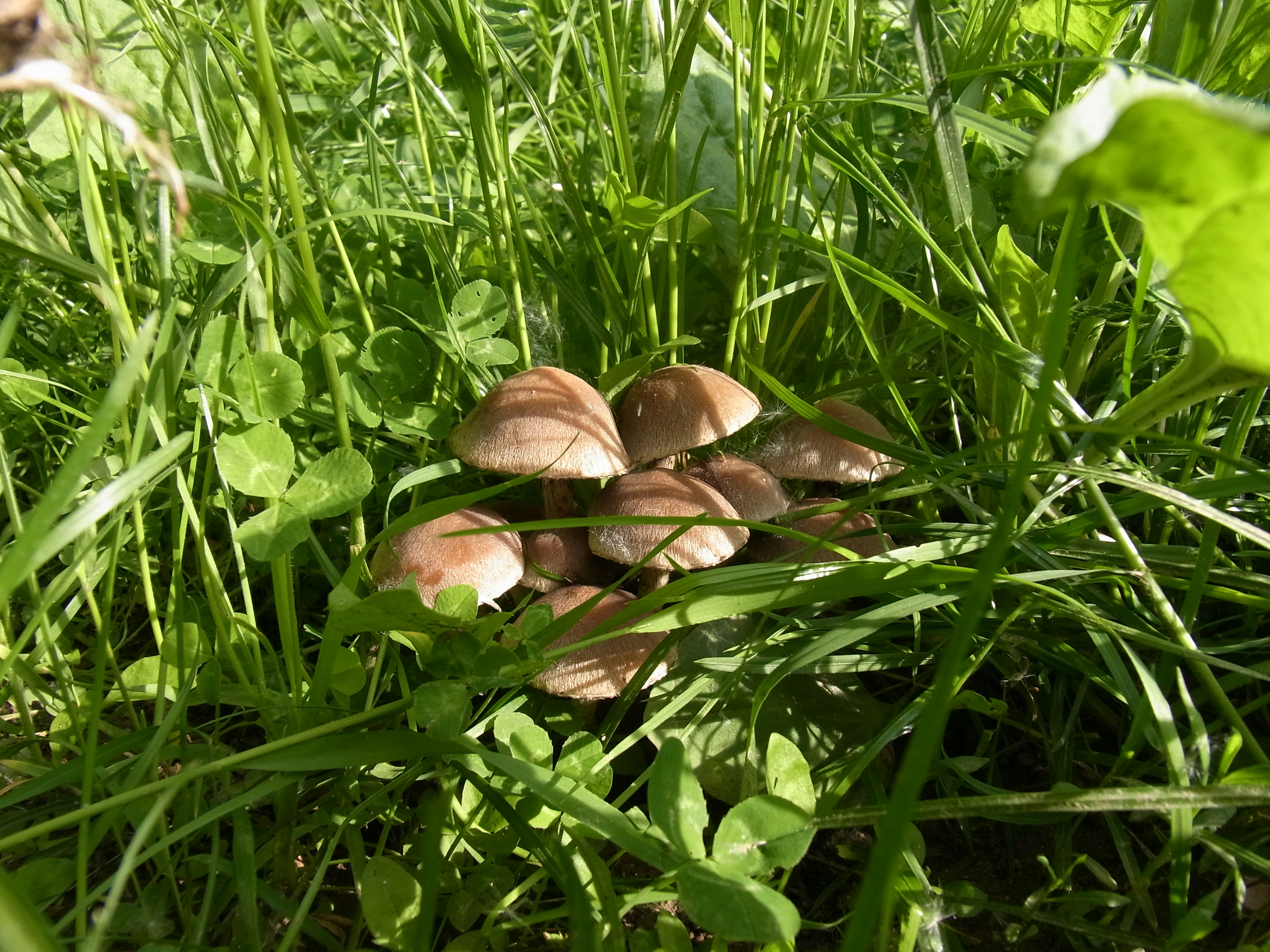 Mushroom Ensemble Nestled in a Tangled Grass Carpet
