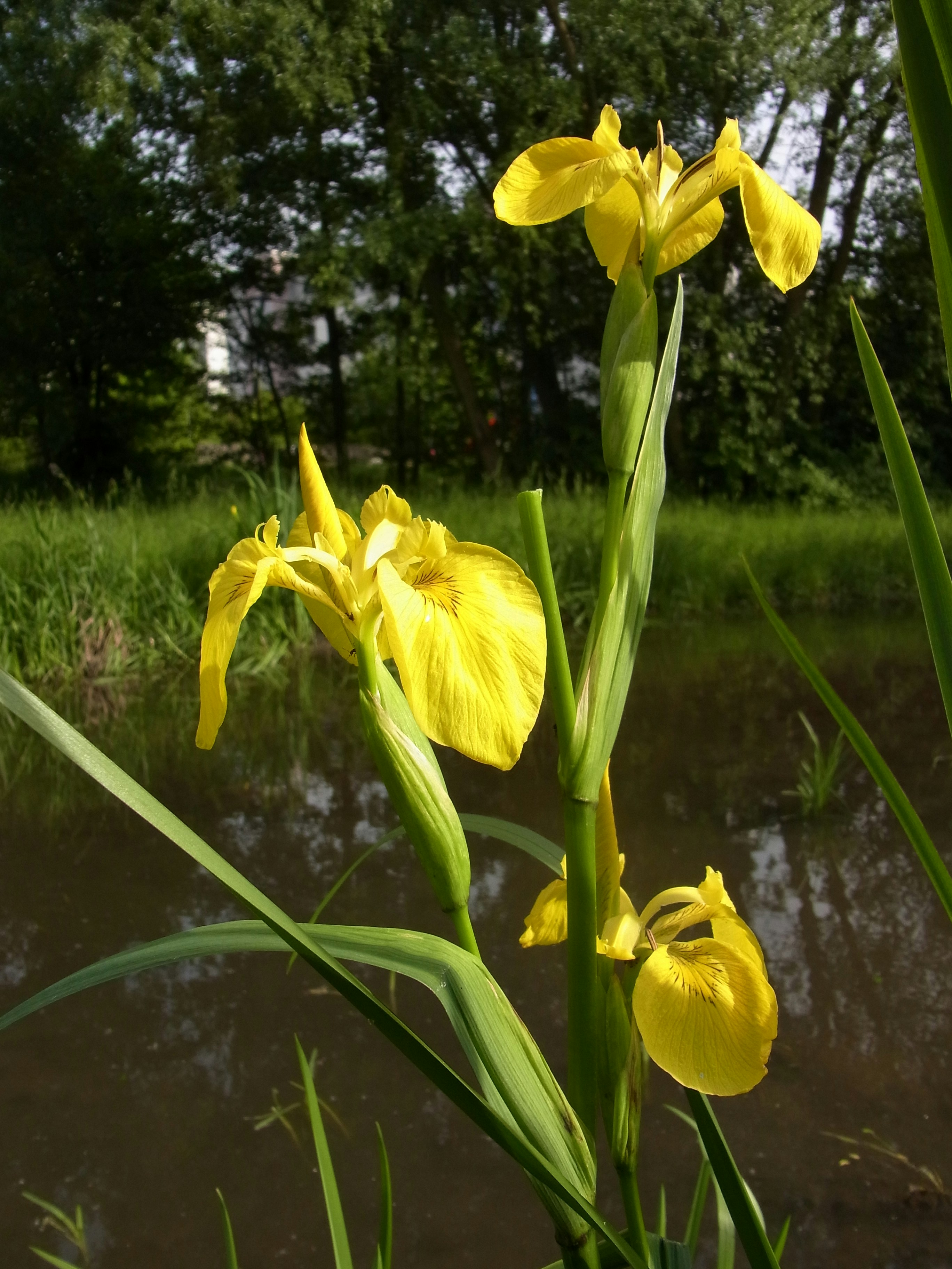 Sunlit Yellow Iris Reaching Toward the Quiet Pond