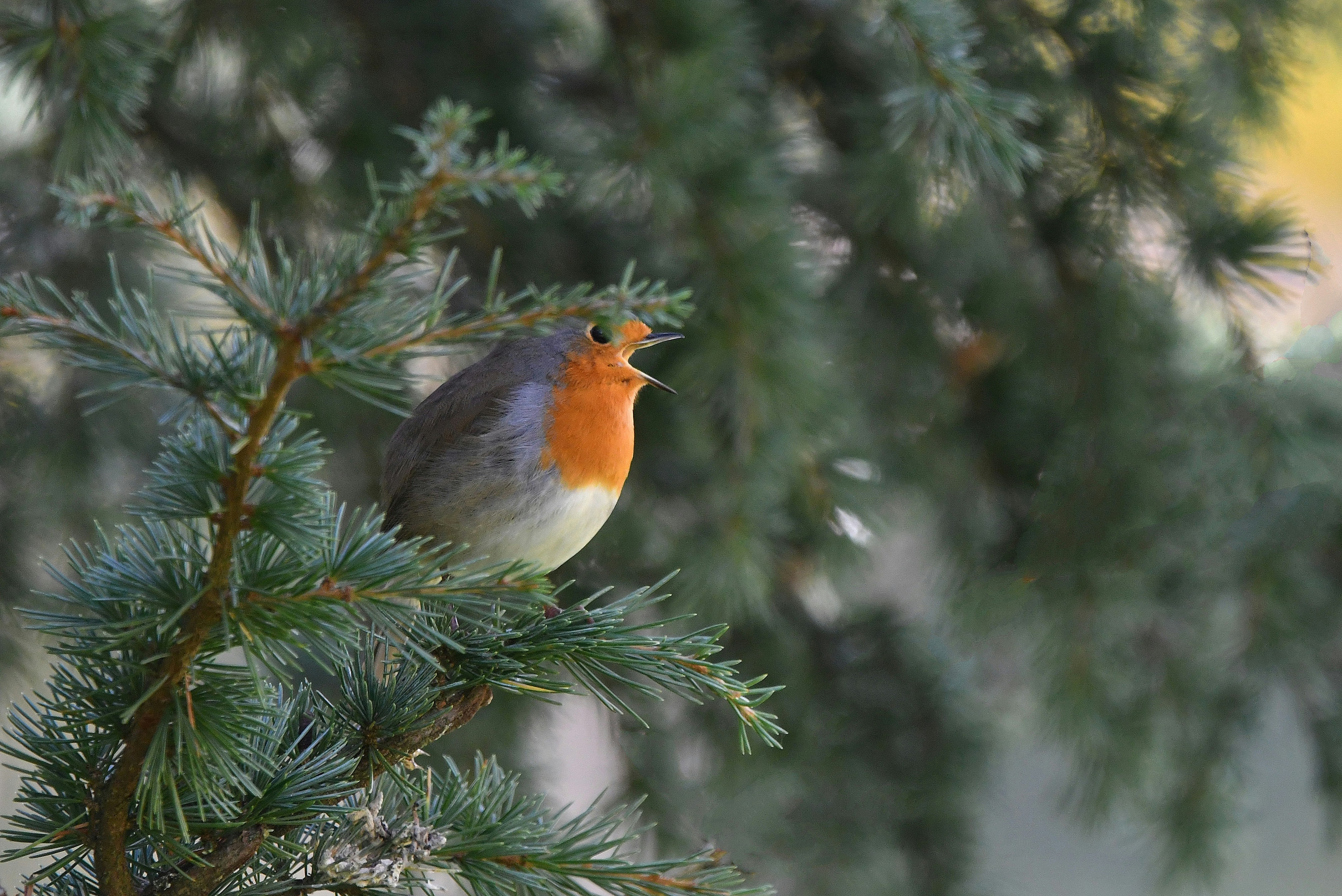 A Melodic Moment in Nature
