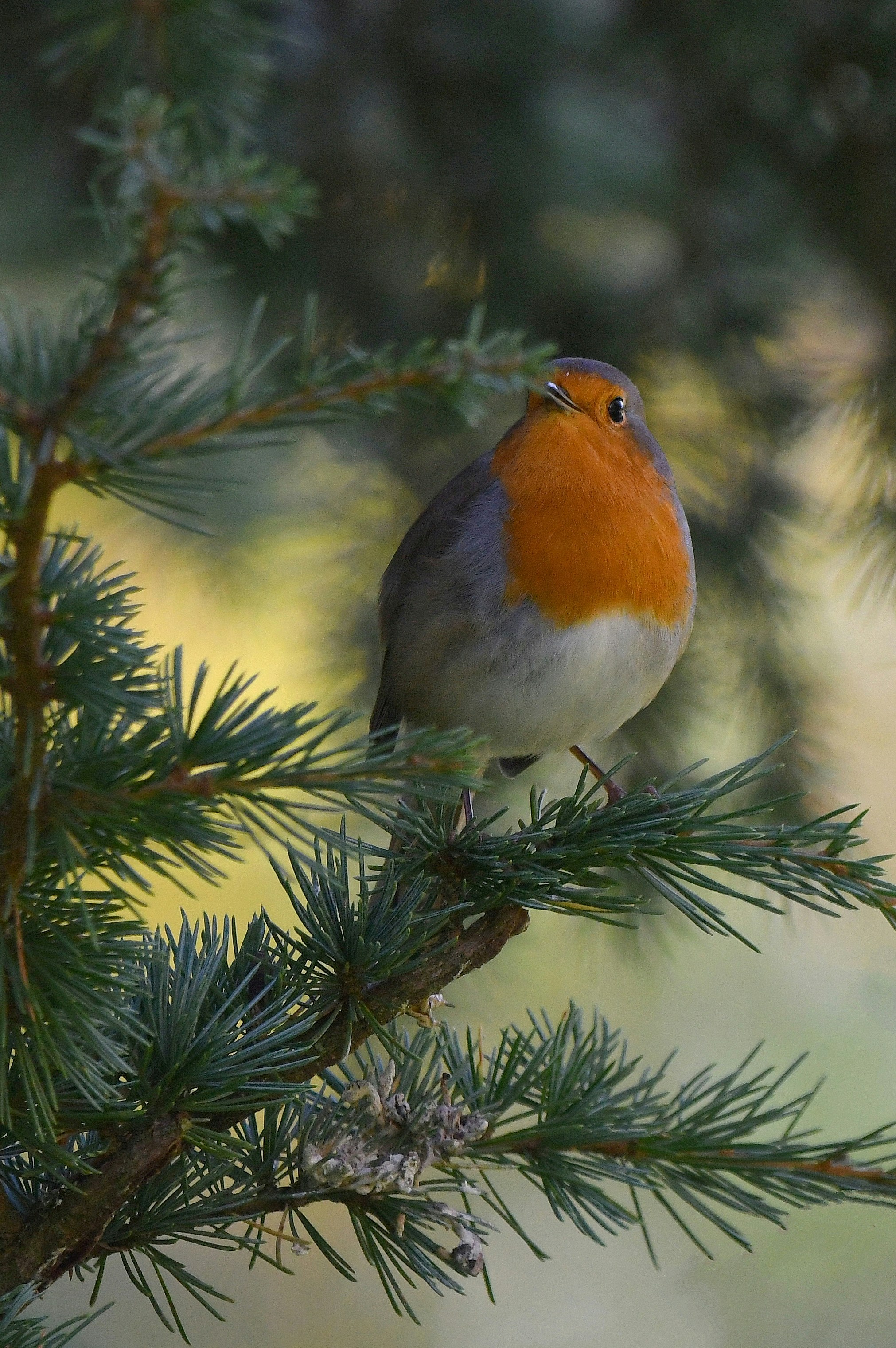 Robin in the Pines: A Quiet Portrait of Color and Needle Texture