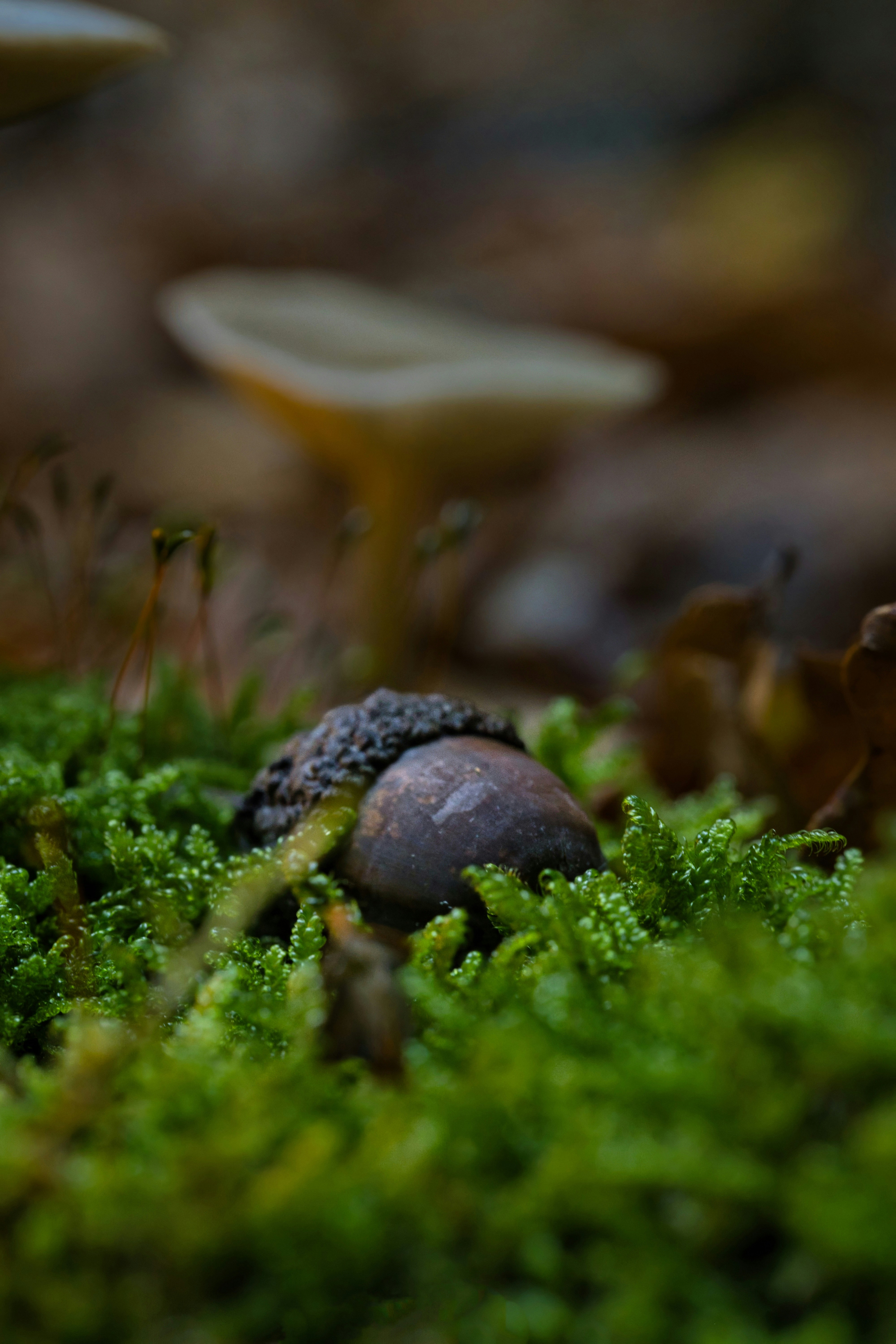 Nature's Hidden Gem: The Acorn Amongst the Greenery