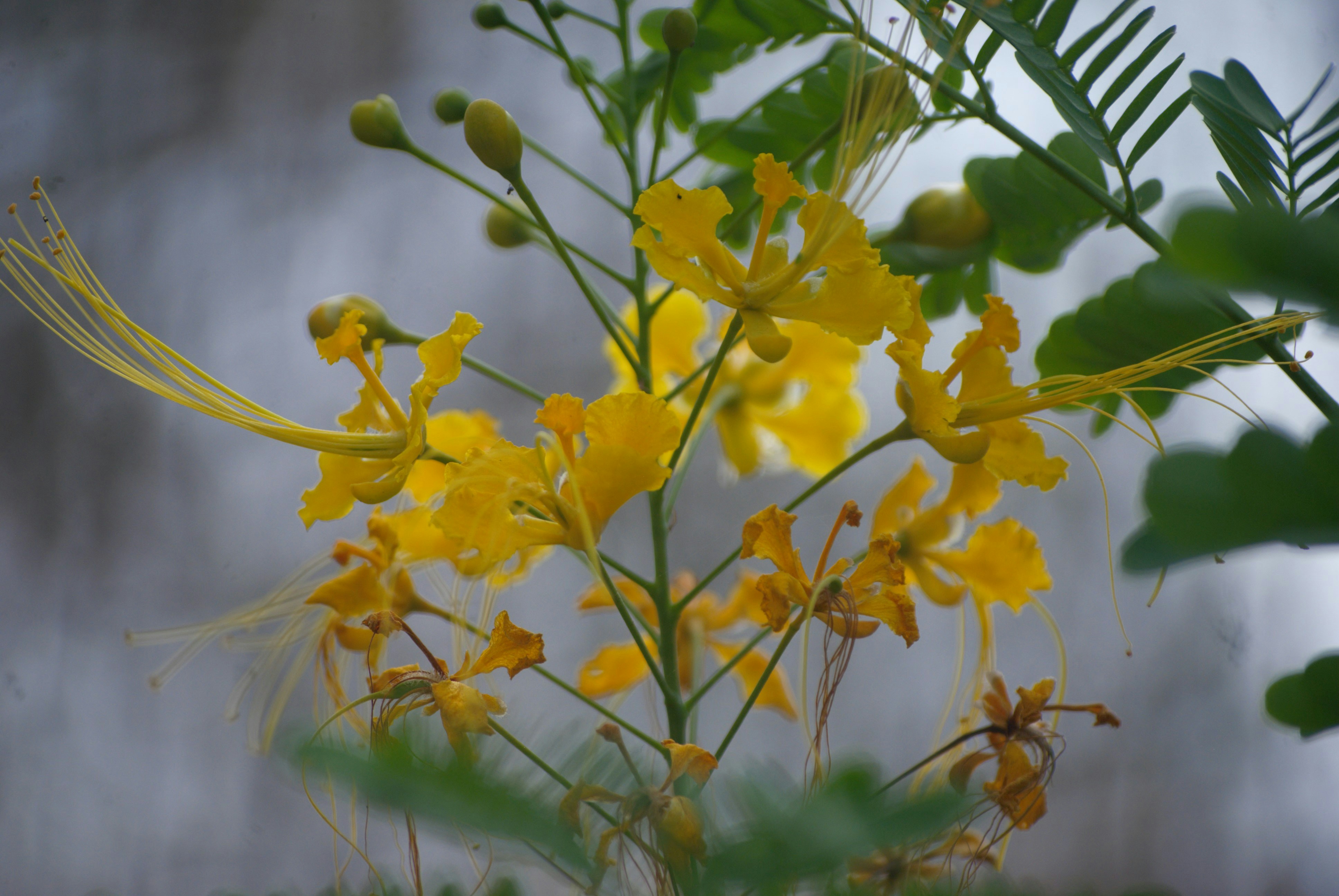 Vibrant yellow flowers with delicate petals and long stamens, surrounded by lush green foliage, creating a harmonious natural scene.