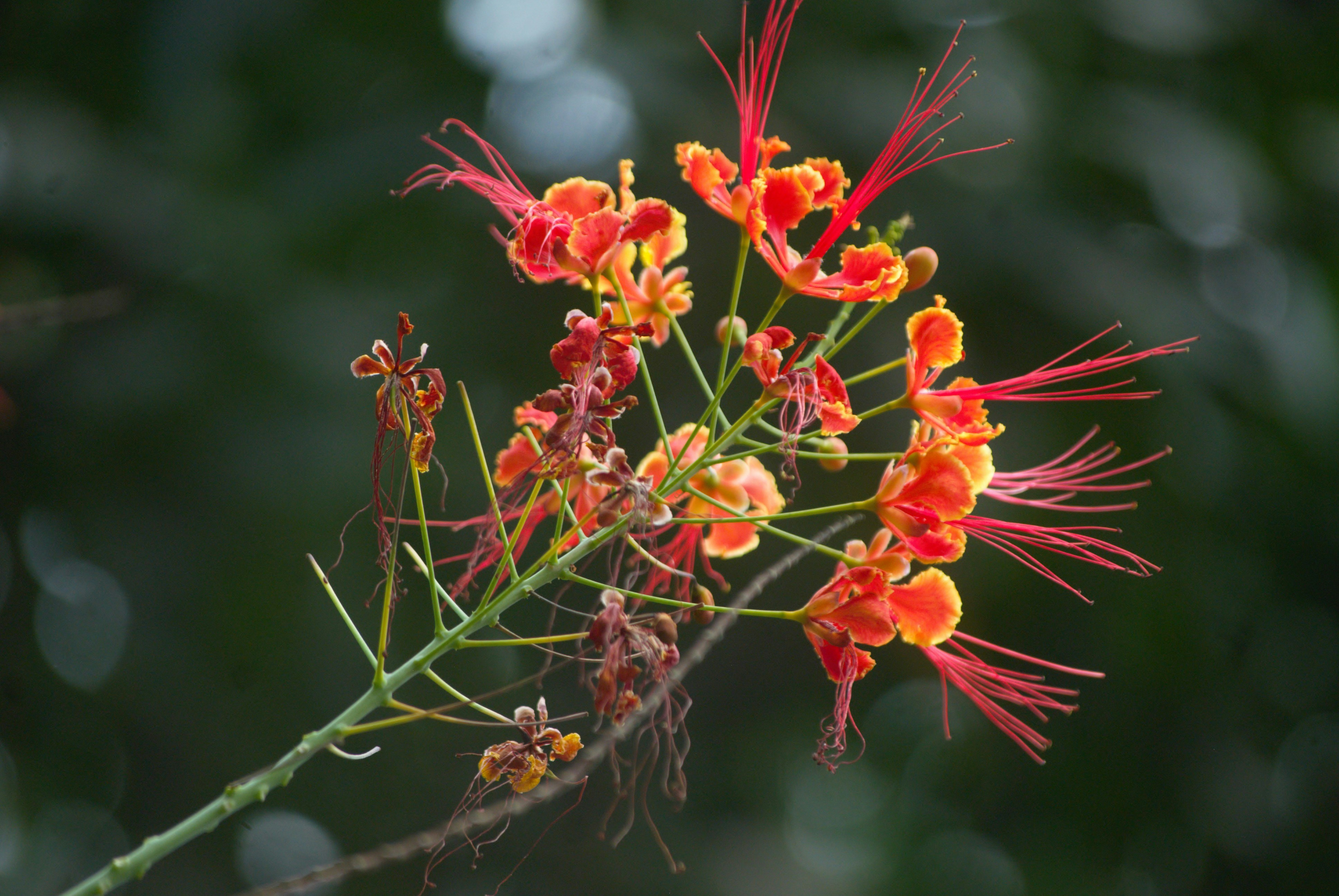 A cluster of vibrant red and orange flowers.
