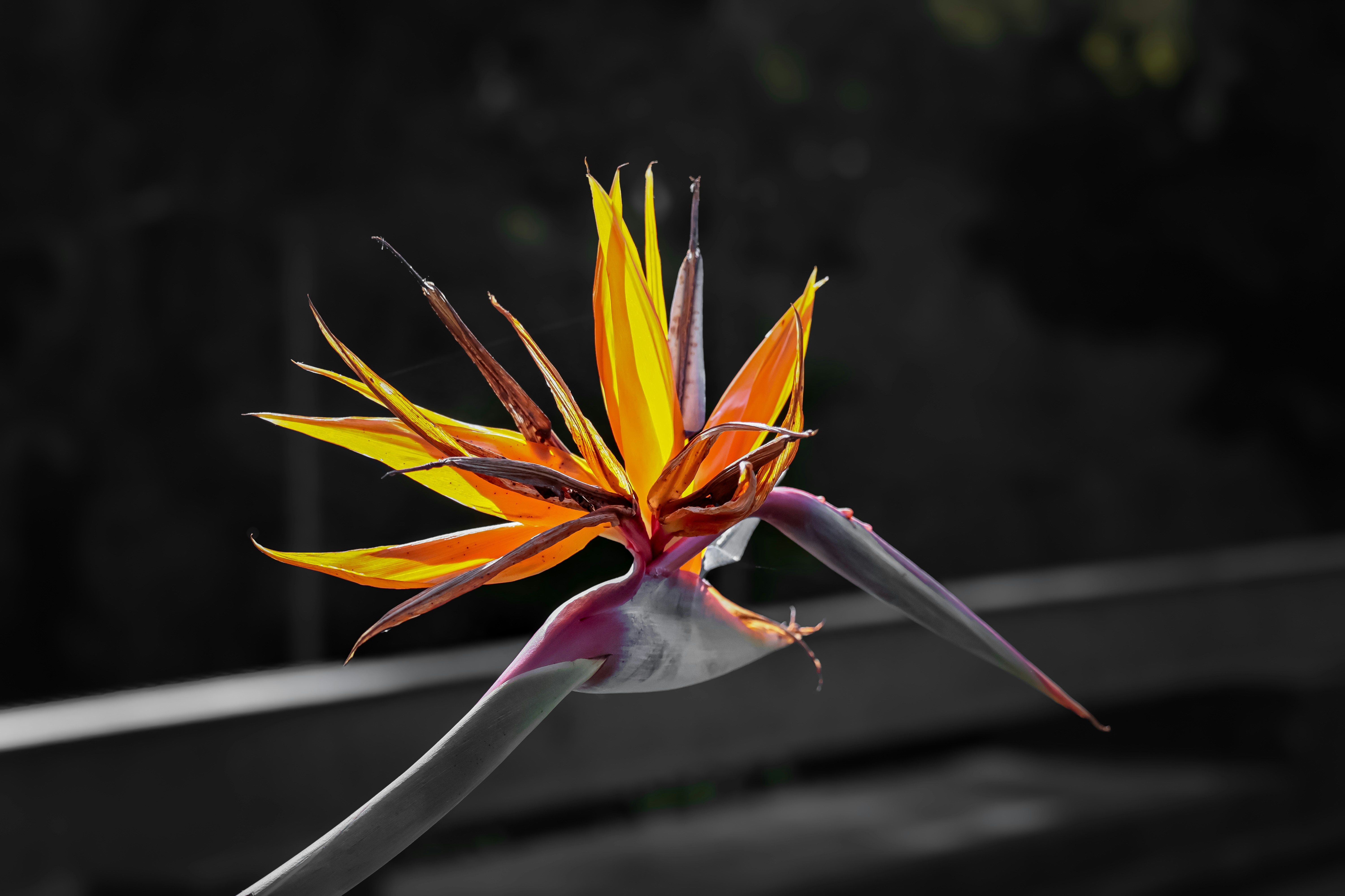 Flame of the Tropics