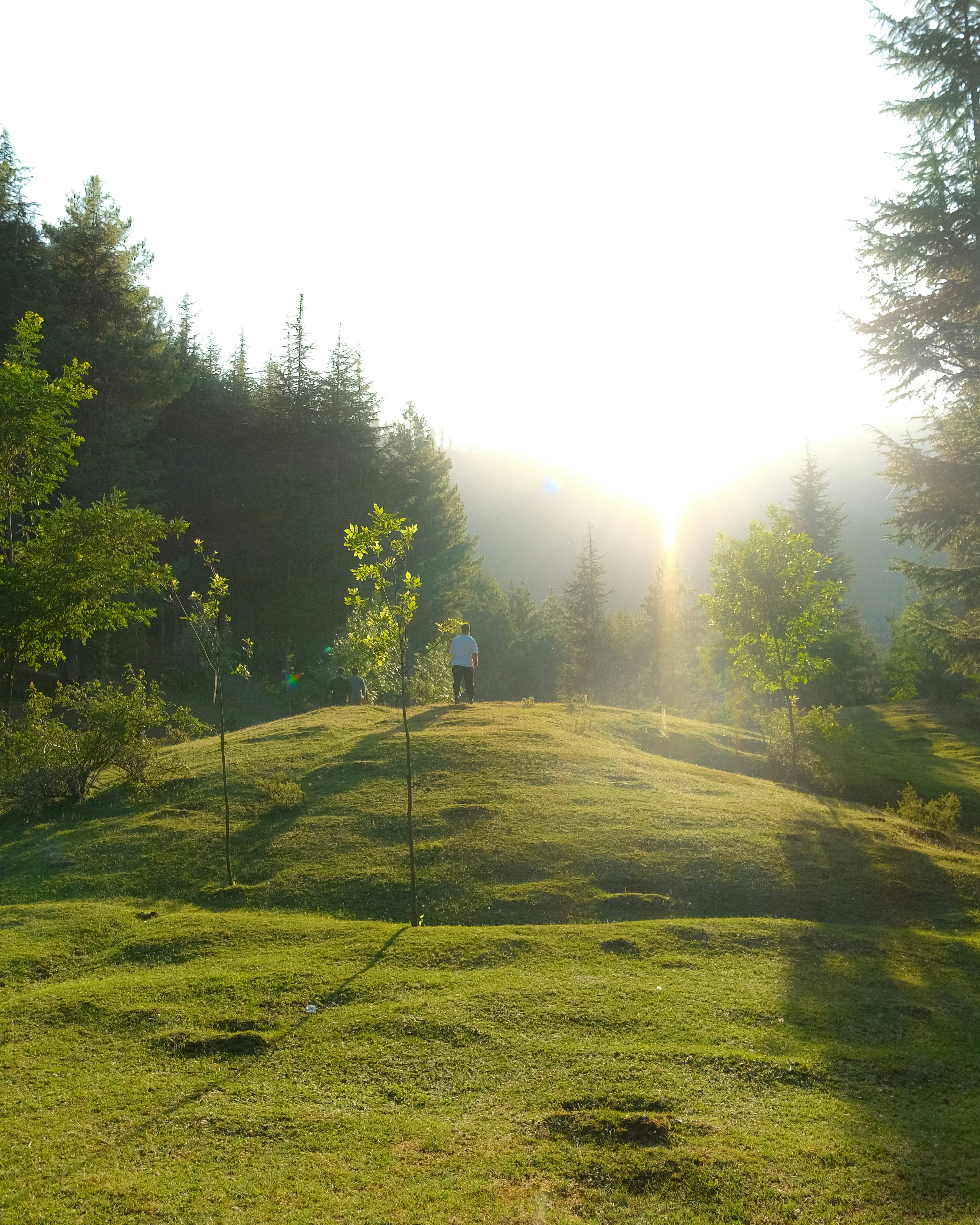 Person standing on grassy hill with sunlit forest background