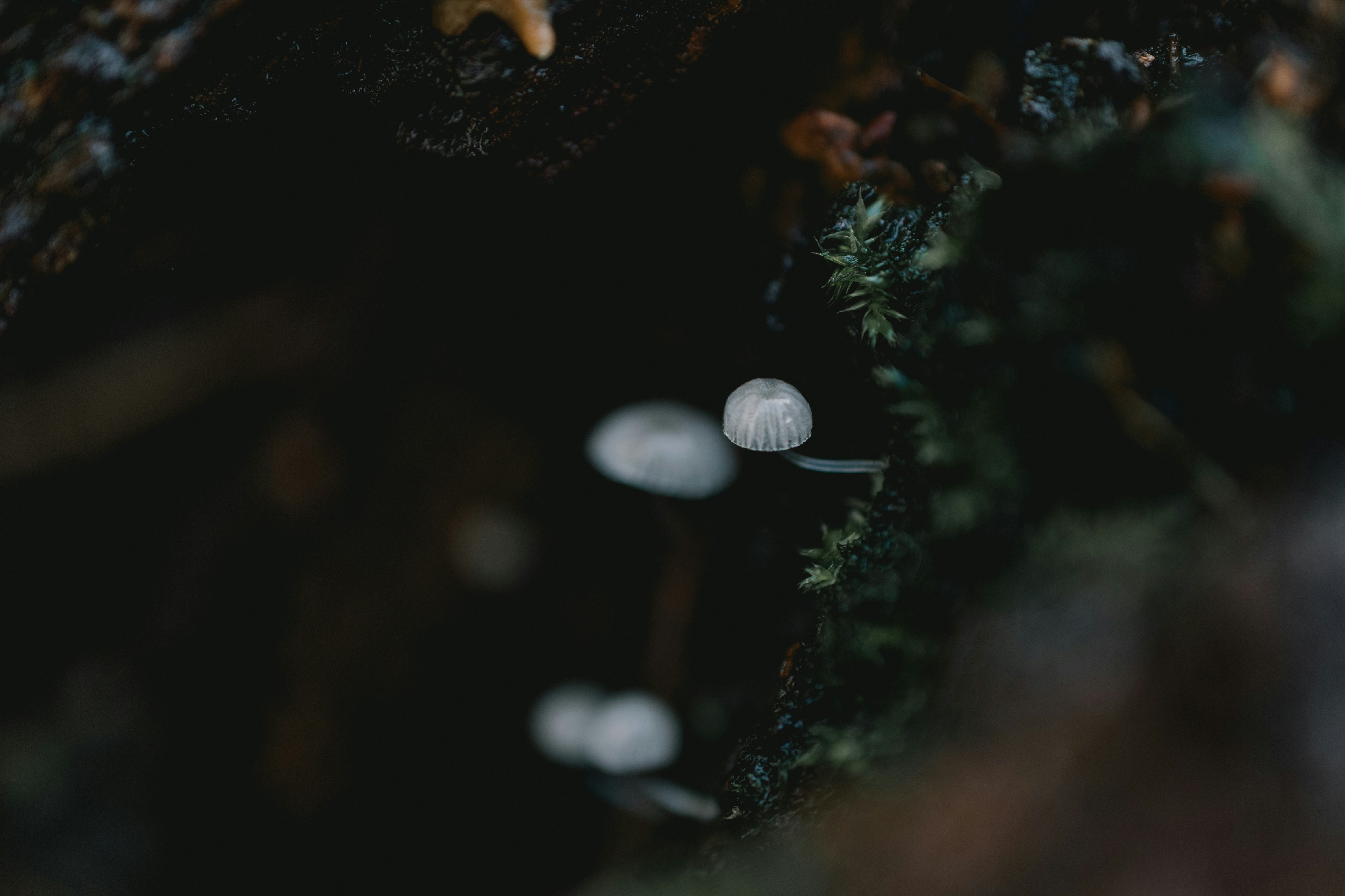 Small white mushrooms growing on mossy ground.