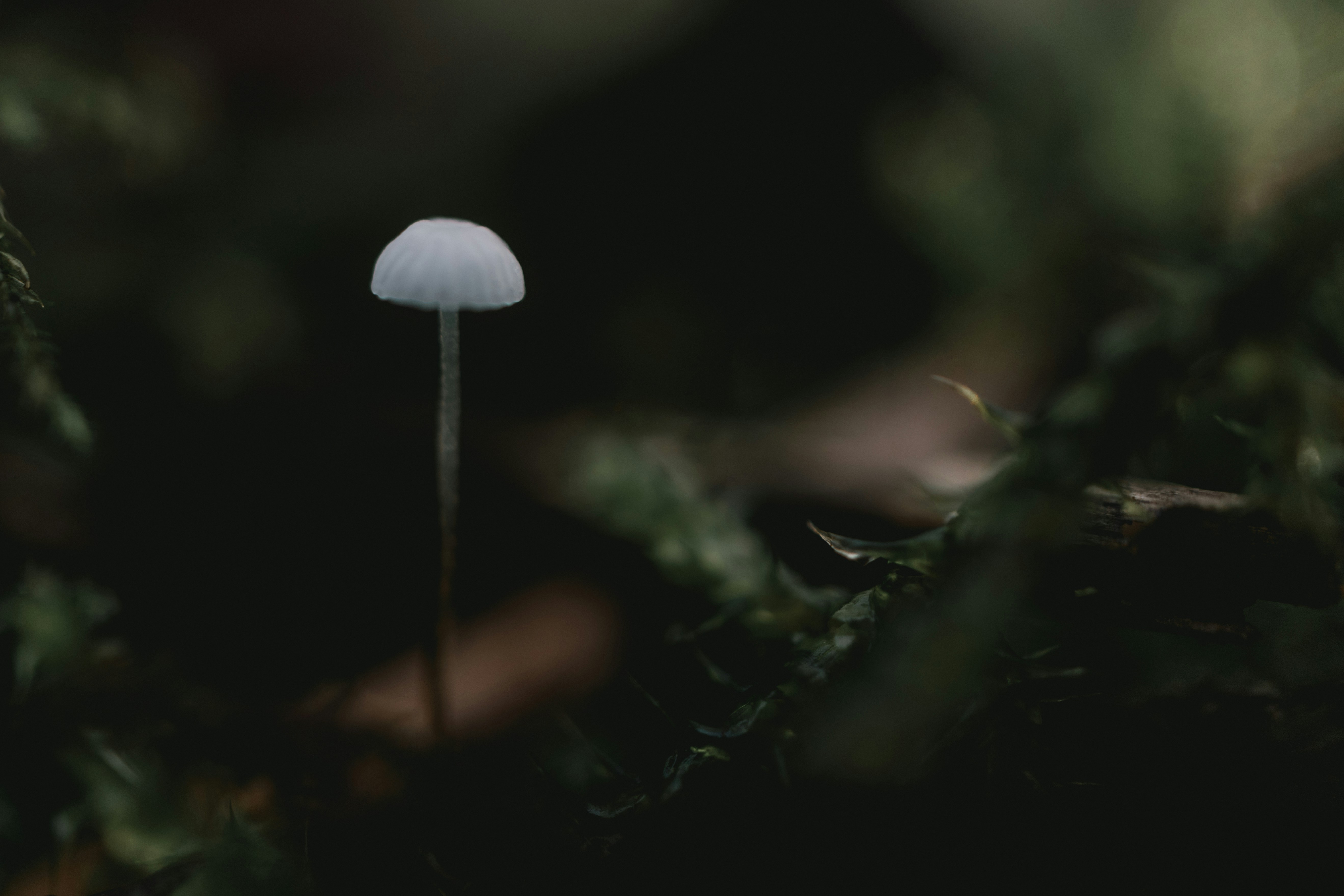 Delicate white mushroom stands alone amidst dark foliage, highlighting its fragile beauty in a shadowy environment.