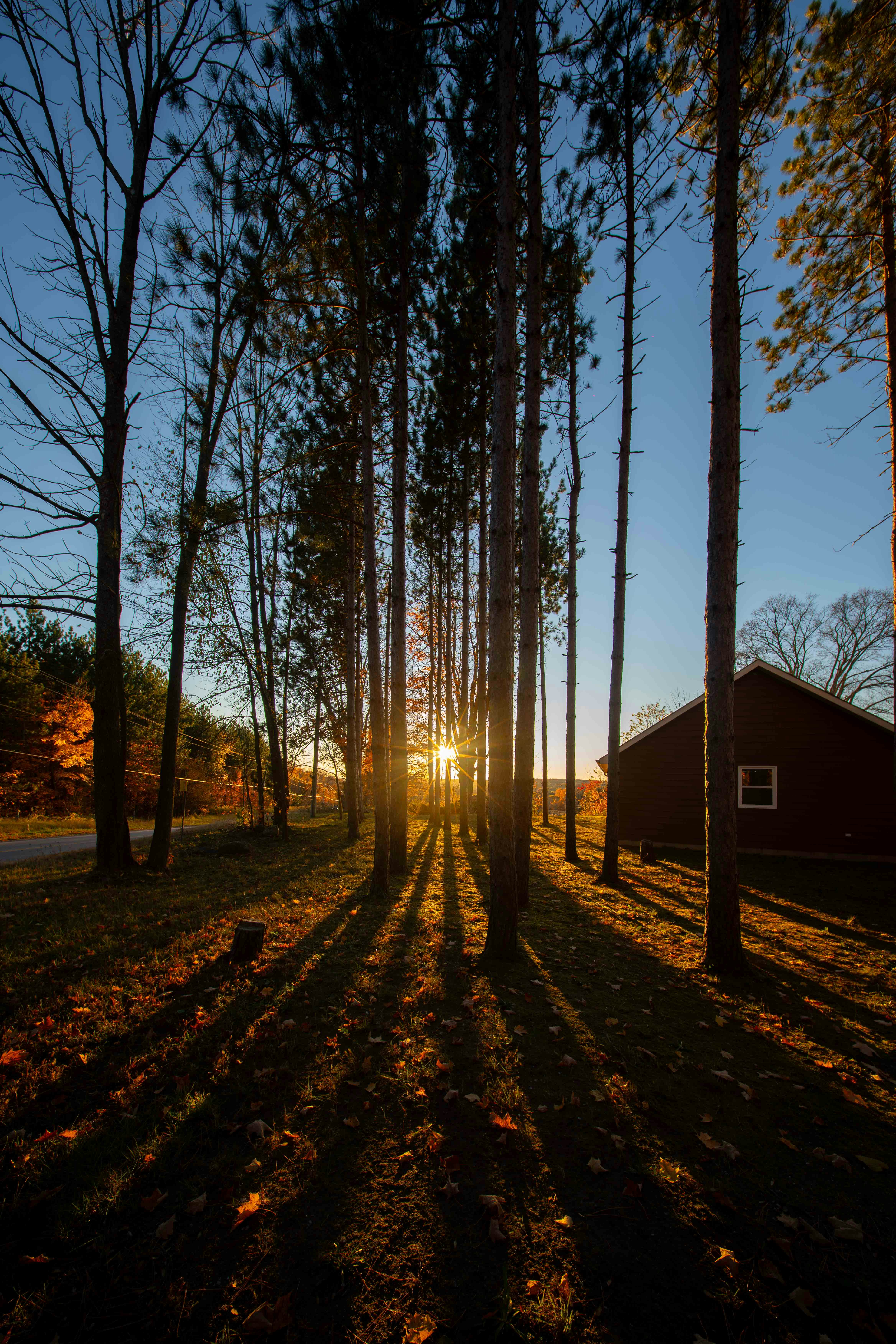 Tall trees casting long shadows at sunset near cabin.