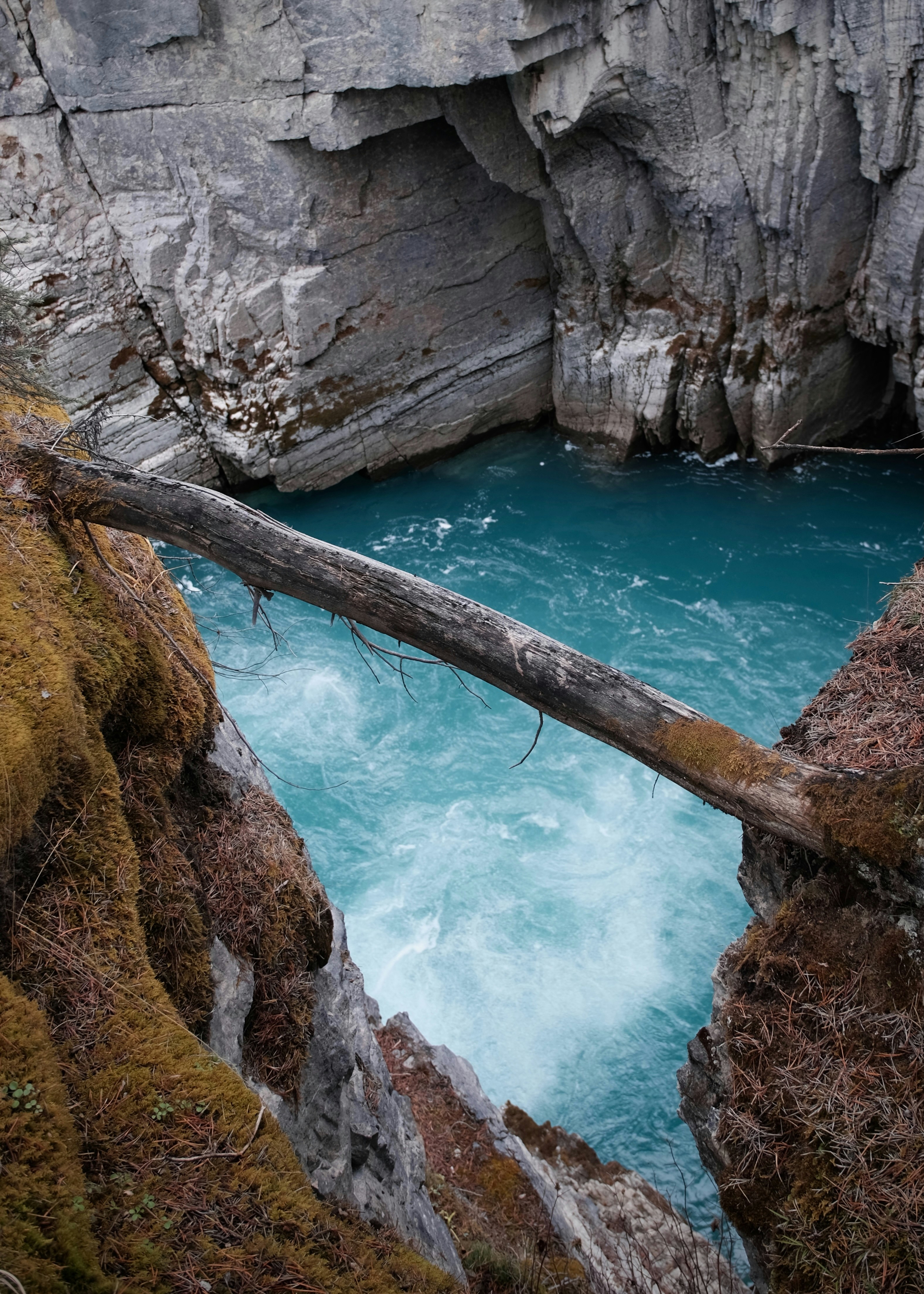 A fallen log spans a turquoise river canyon