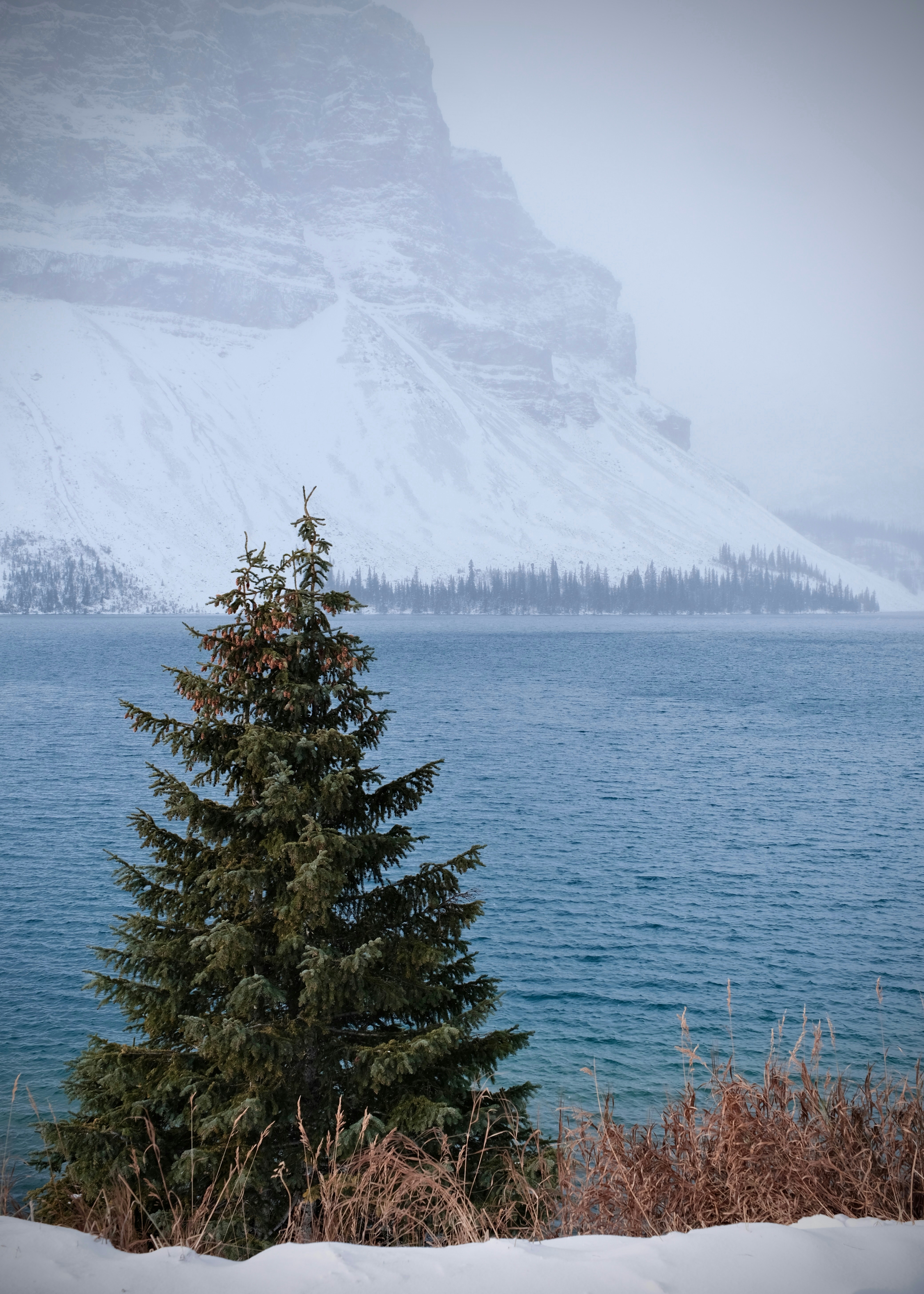 Snowy evergreen tree by a blue lake and mountain.