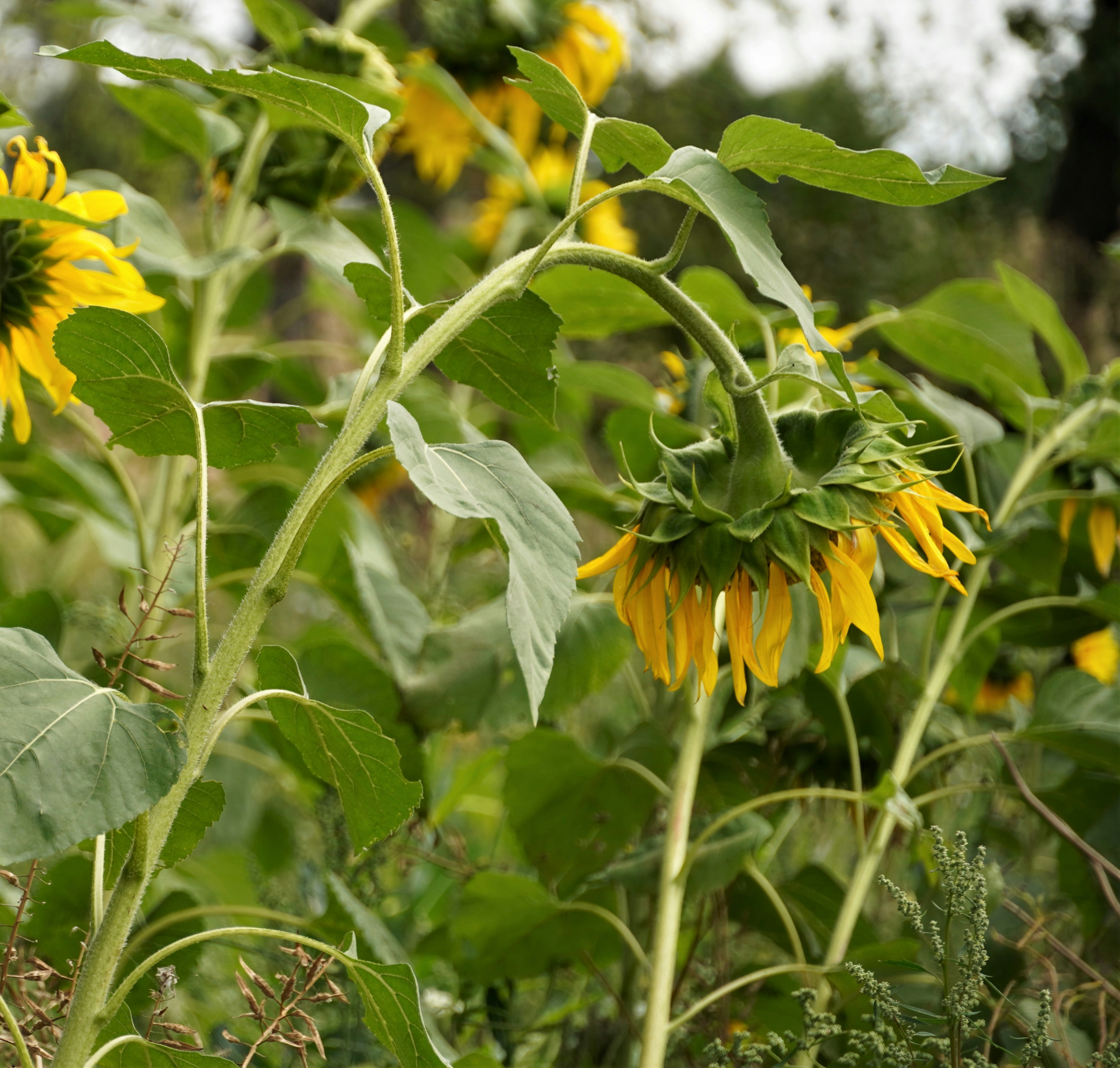 Drooping Sunflower Crown Amid a Verdant Tangle