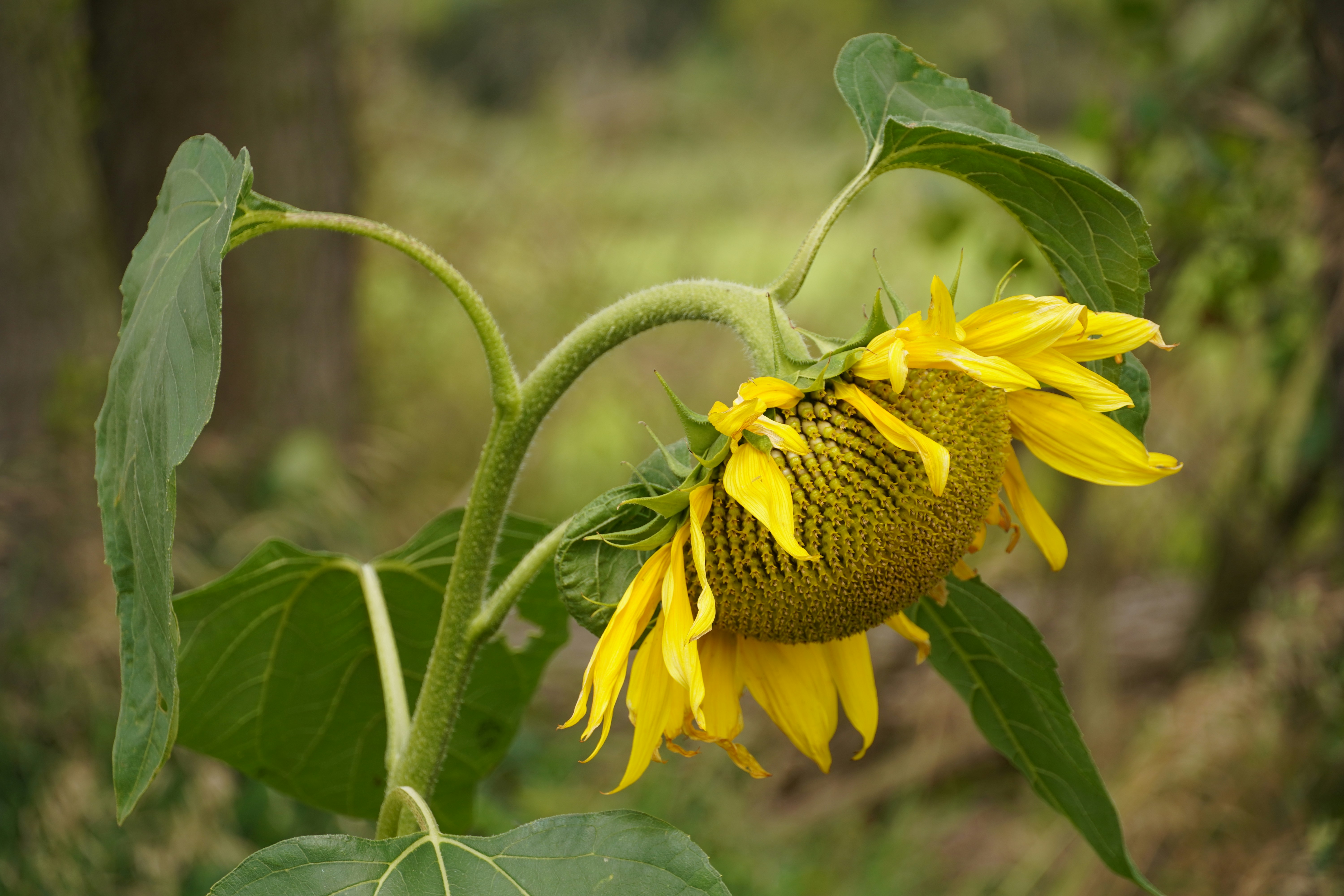 A sunflower tilting under the weight of its mature seeds, surrounded by lush greenery. The vibrant yellow petals contrast with the earthy tones of its environment.